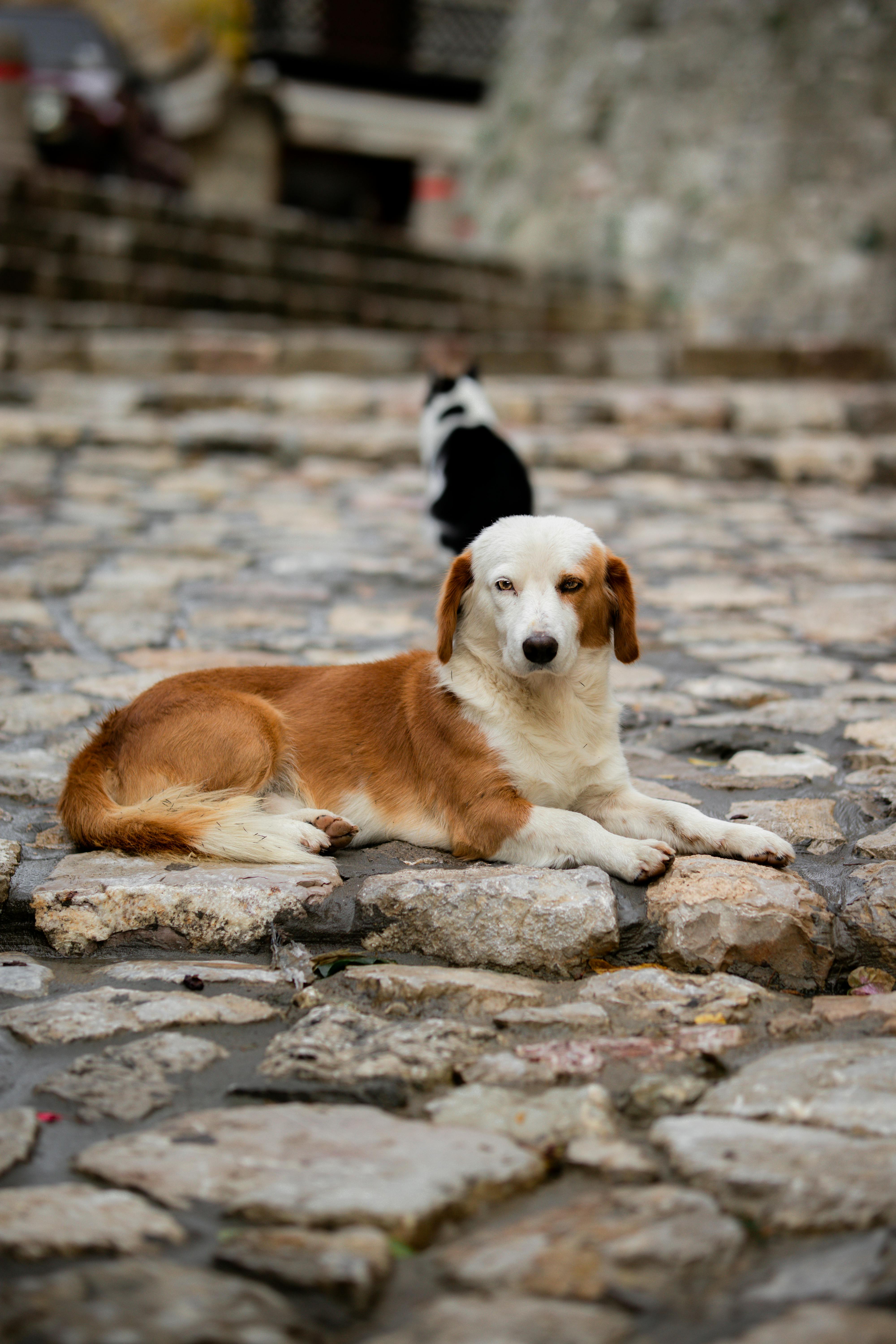 Mutt Photos, Download The BEST Free Mutt Stock Photos & HD Images