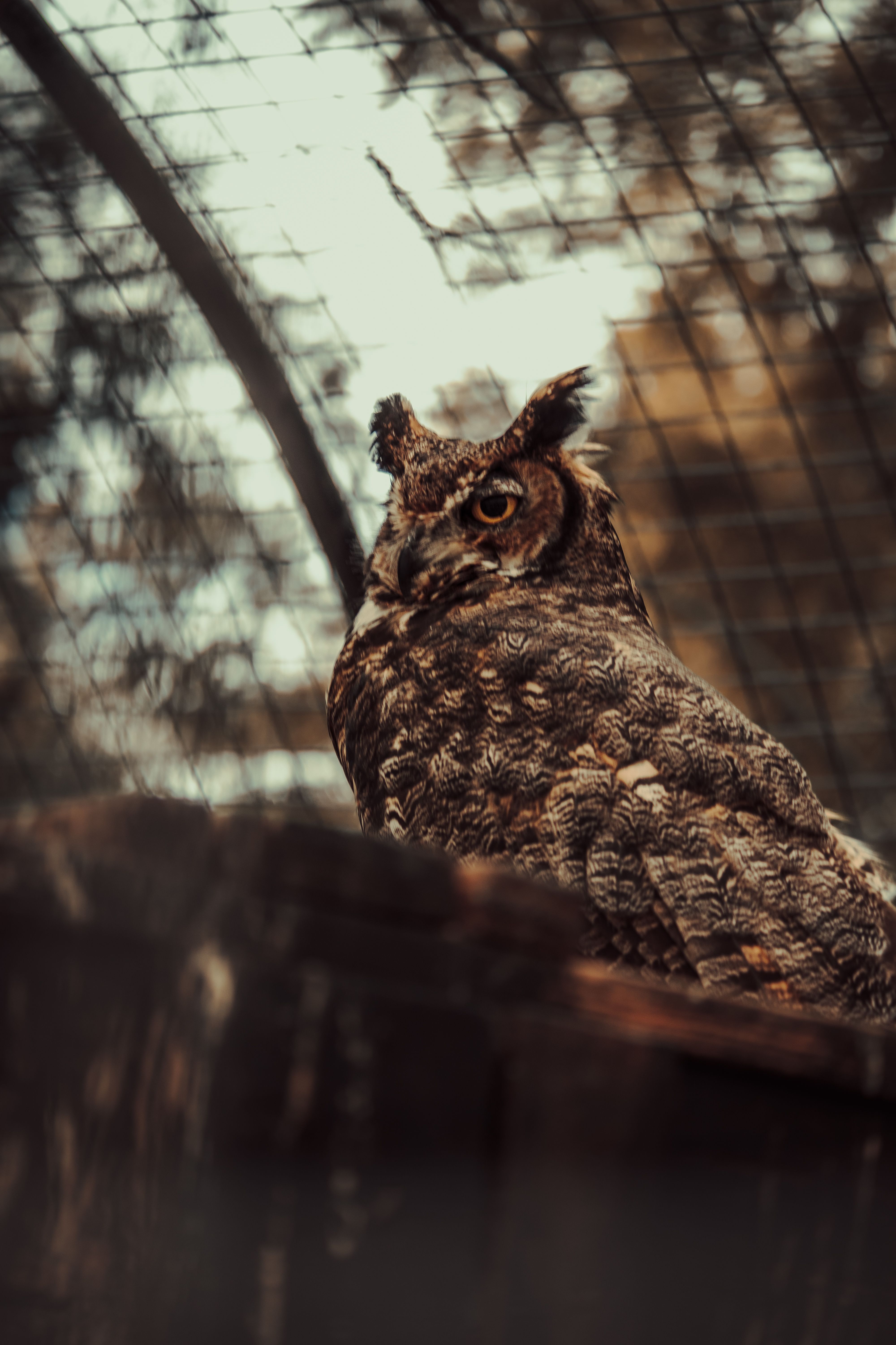 Eurasian Eagle-owl in the Aviary · Free Stock Photo