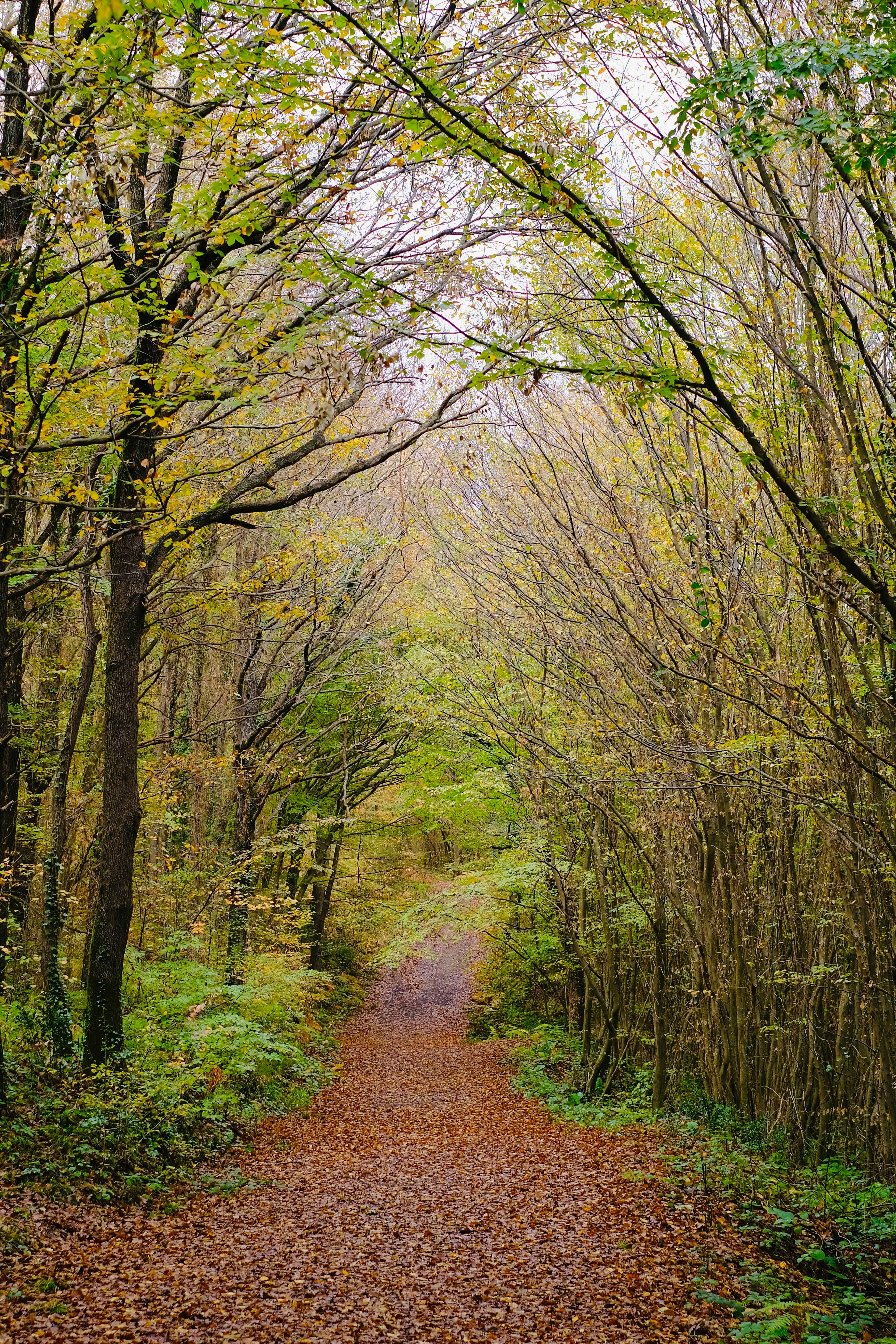 Road in Between Trees · Free Stock Photo