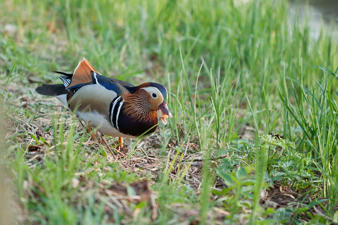 Free Stock Photo Of Duckling Grass Lawn free-stock-photo-of-duckling-grass-lawn