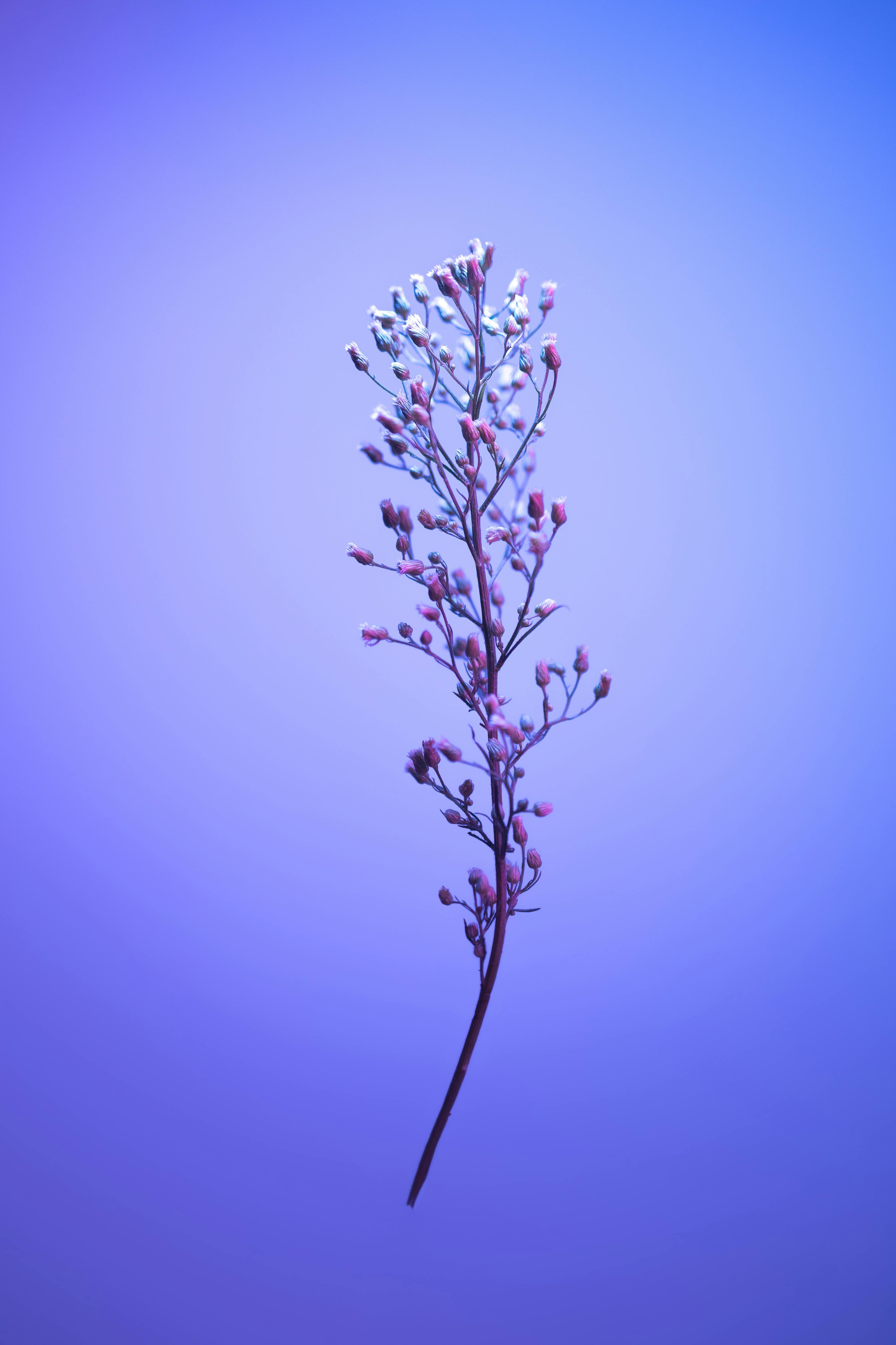 Abstract Lavender Photos, Download The BEST Free Abstract Lavender ...