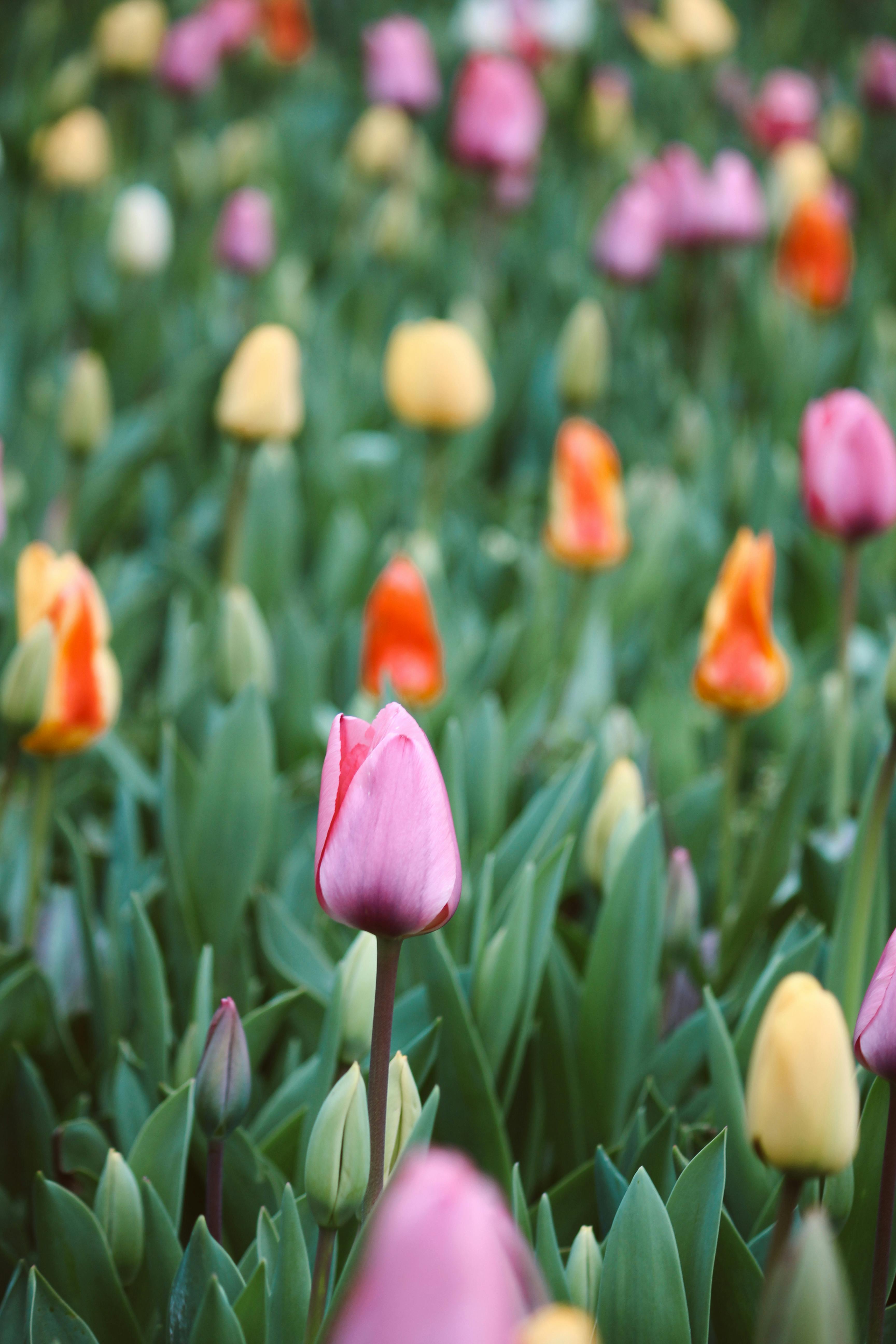 Pink Tulip in Close Up Shot · Free Stock Photo