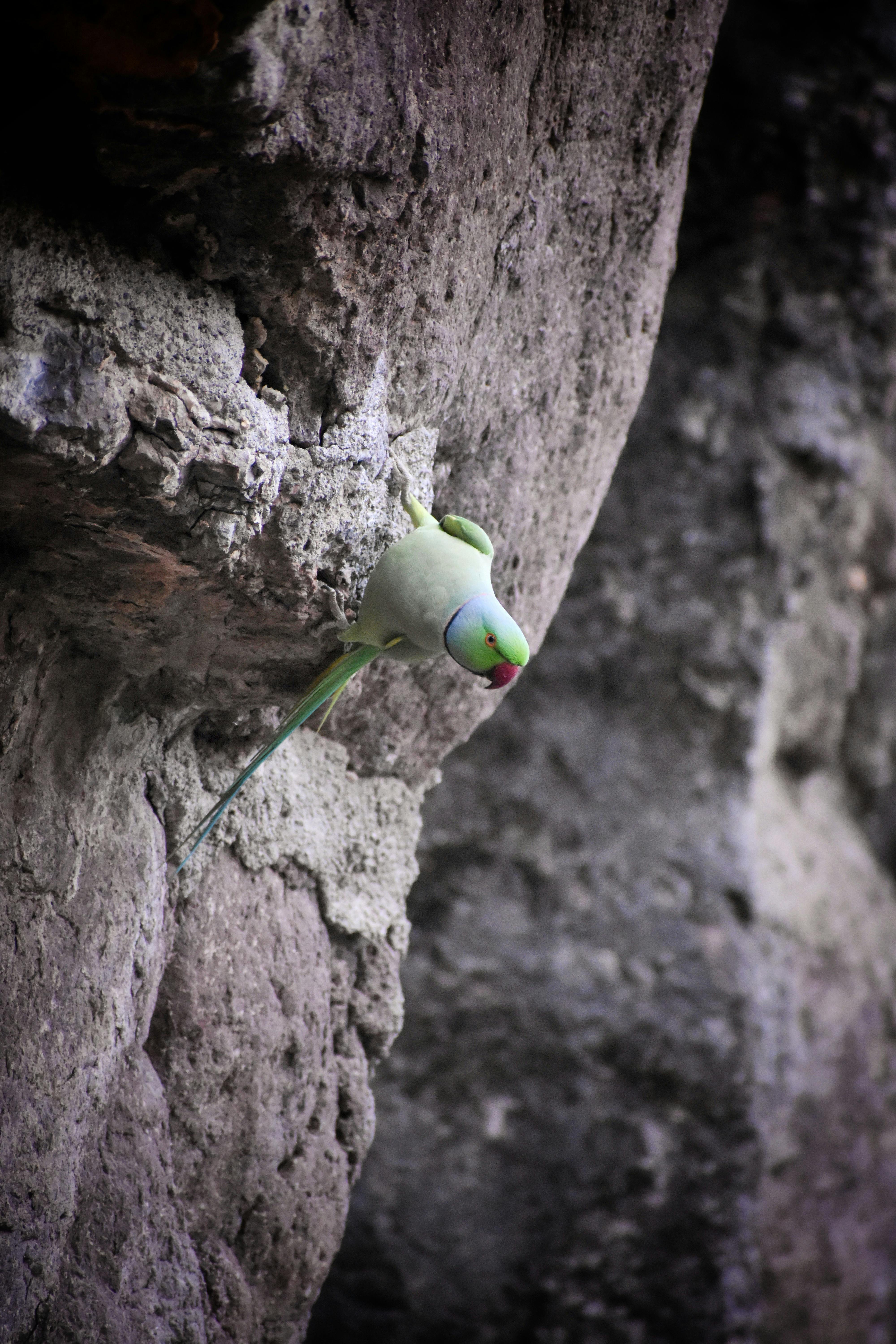 Tropical Bird Sitting on Cliff · Free Stock Photo