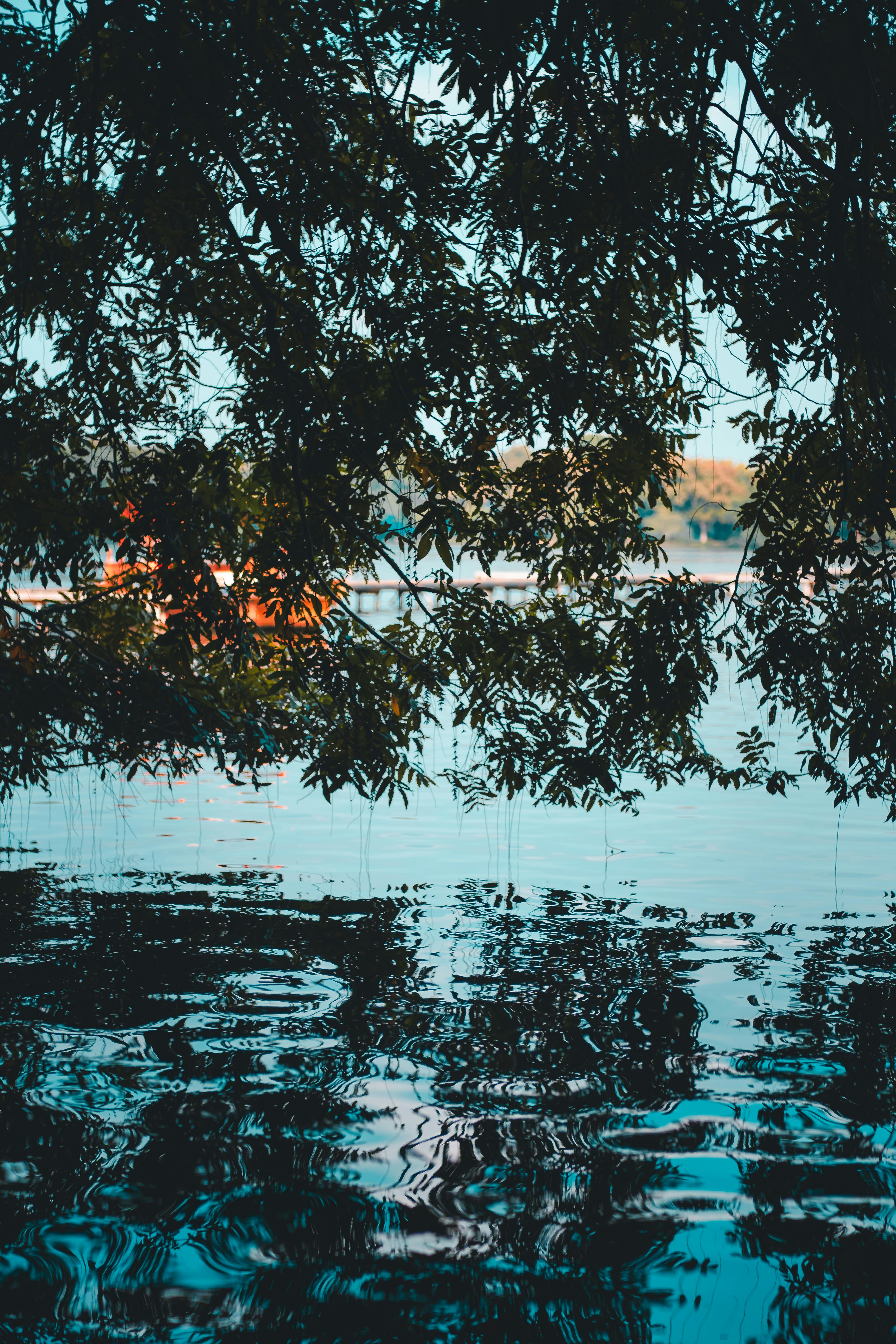 Reflection of Green Leaves of a Tree on the River · Free Stock Photo