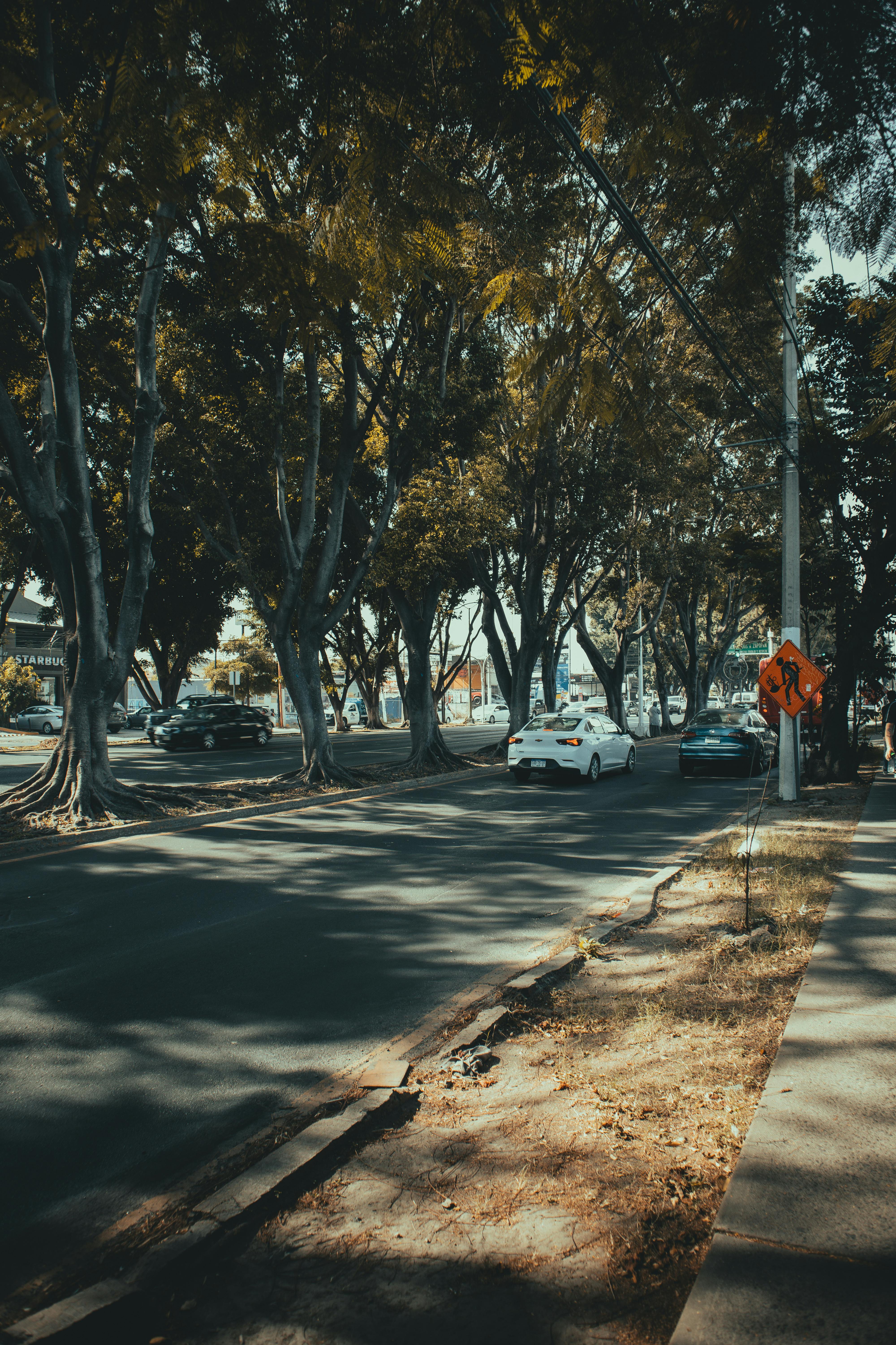 Trees Seperating a City Street · Free Stock Photo
