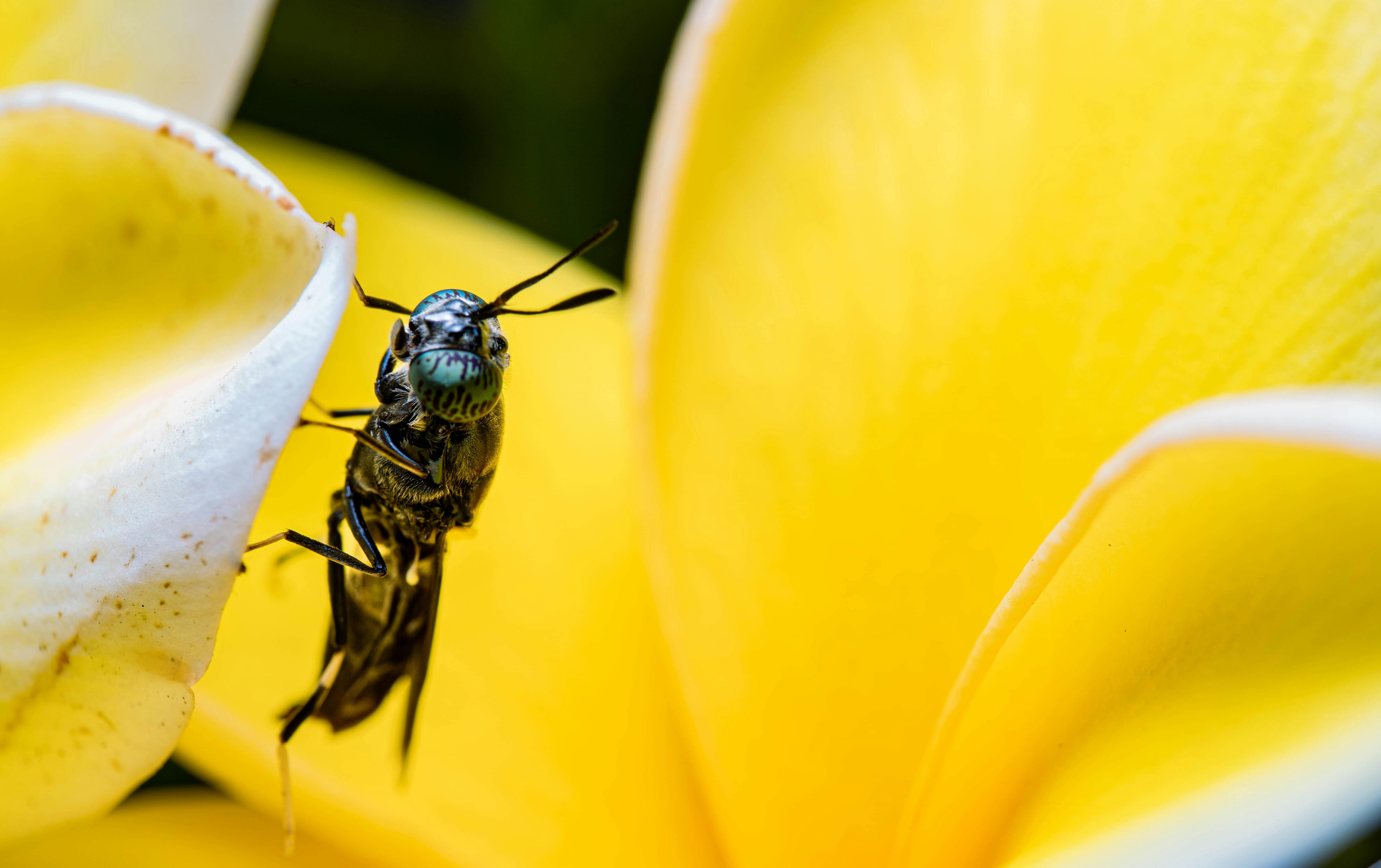 Macro Photography of a Black Soldier Fly · Free Stock Photo