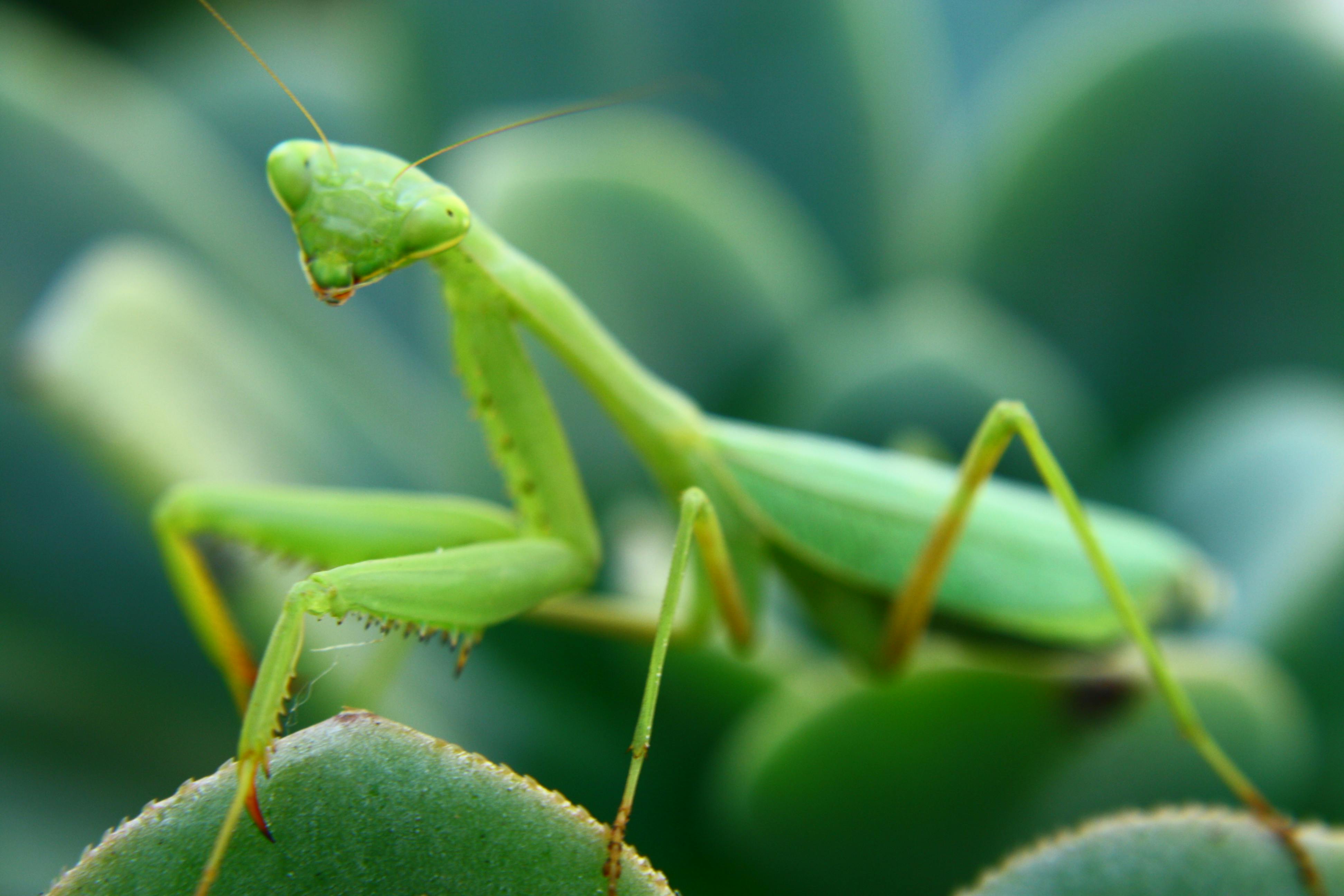 Kostenloses Foto zum Thema: grün, insekt, nahaufnahme