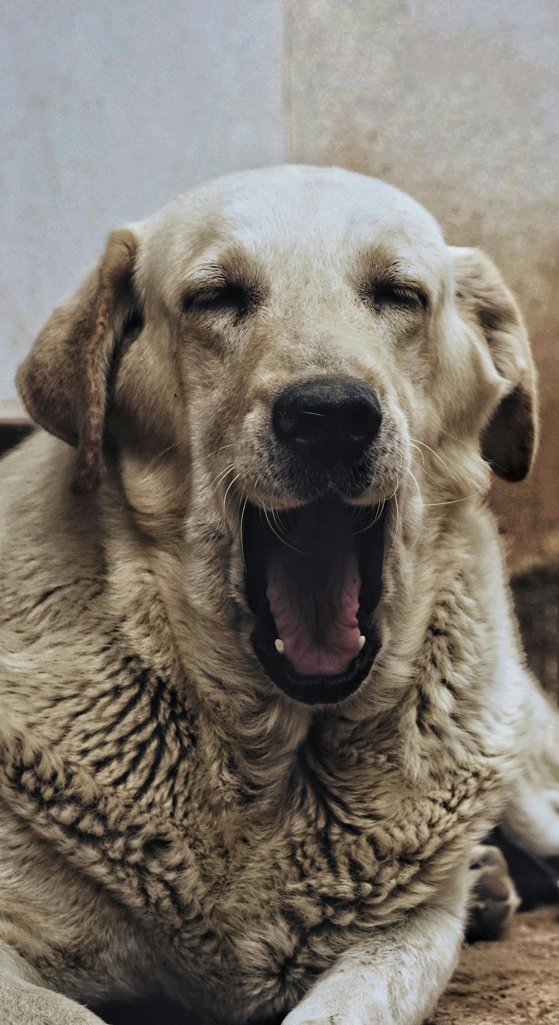 Close Up Shot of a Dog · Free Stock Photo