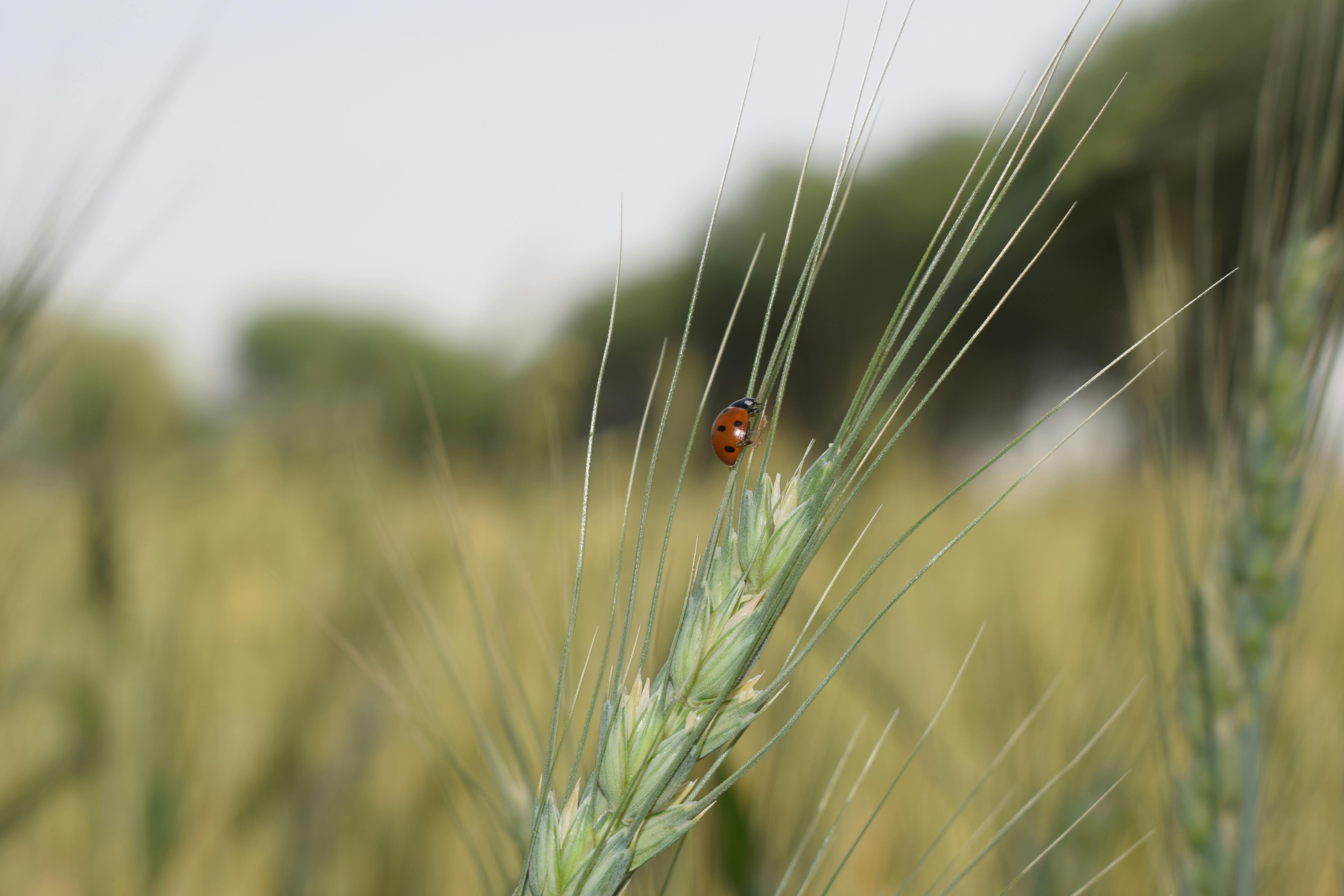 Close Up Photo of Ladybug on Leaf during Daytime · Free Stock Photo