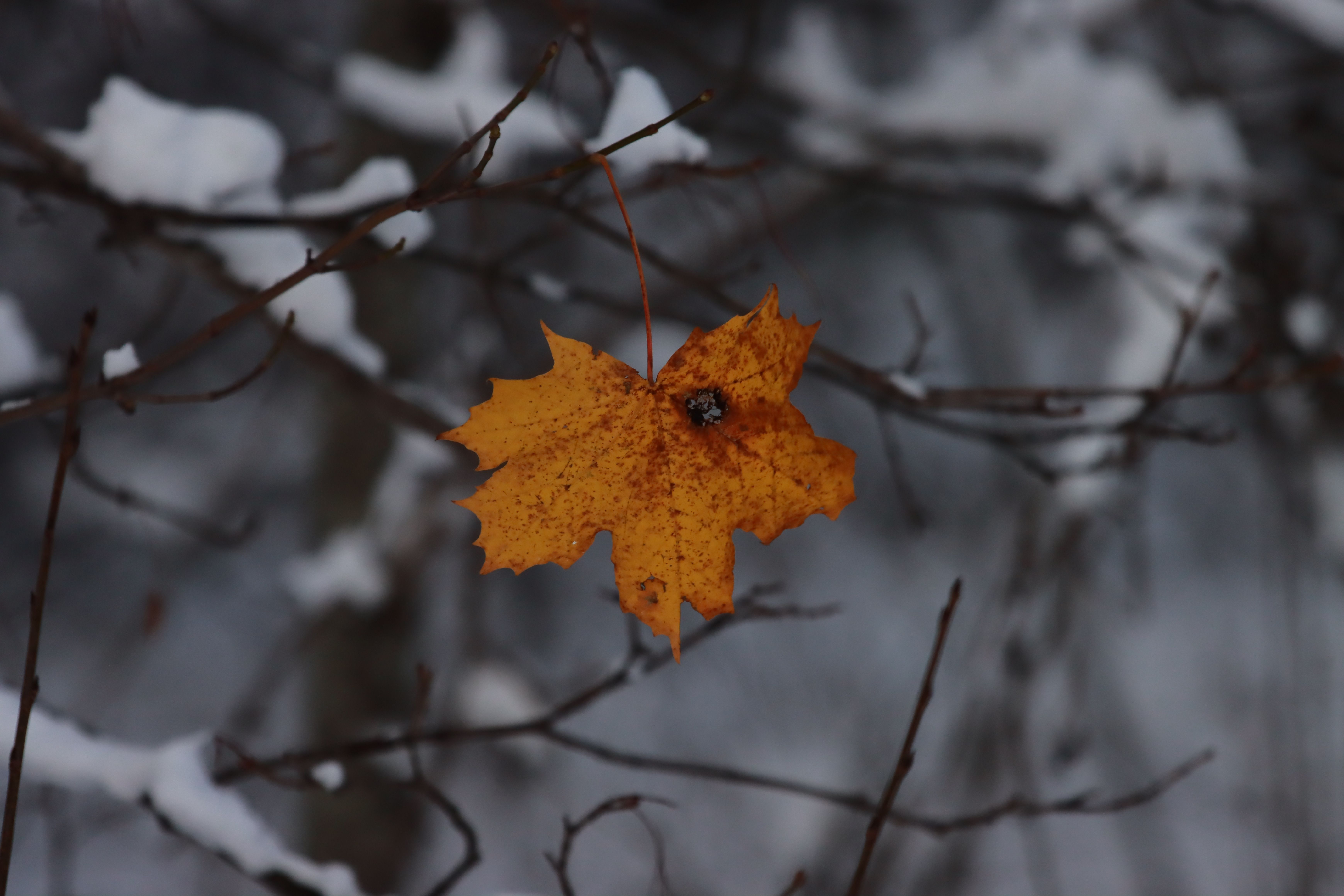Macro Photography Of Dry Leaf · Free Stock Photo