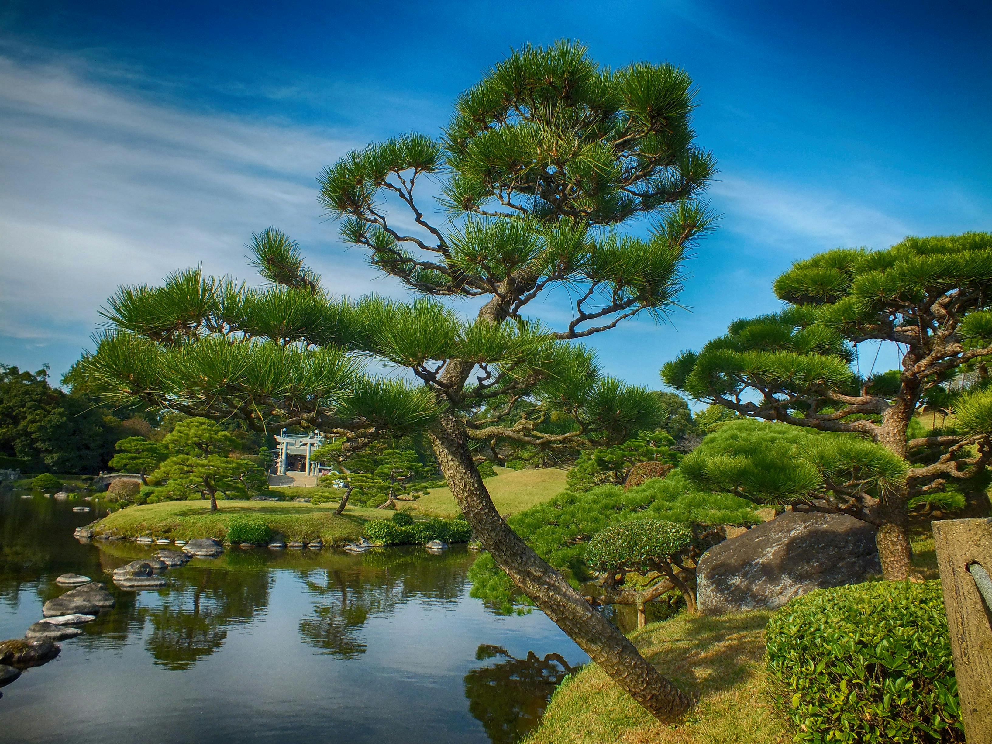 Free stock photo of japan, nature, park