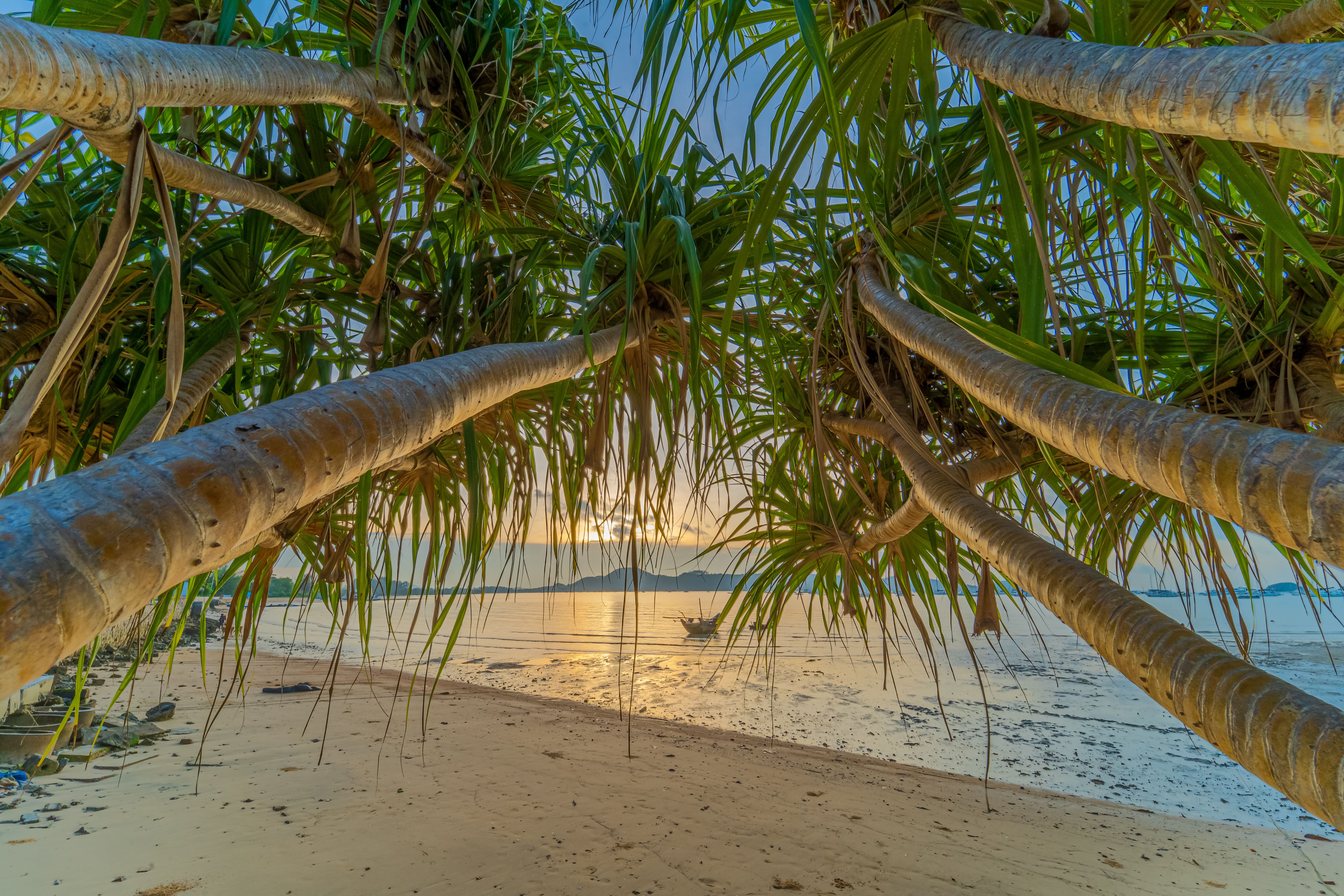 Palm Trees Near the Beach Shore · Free Stock Photo