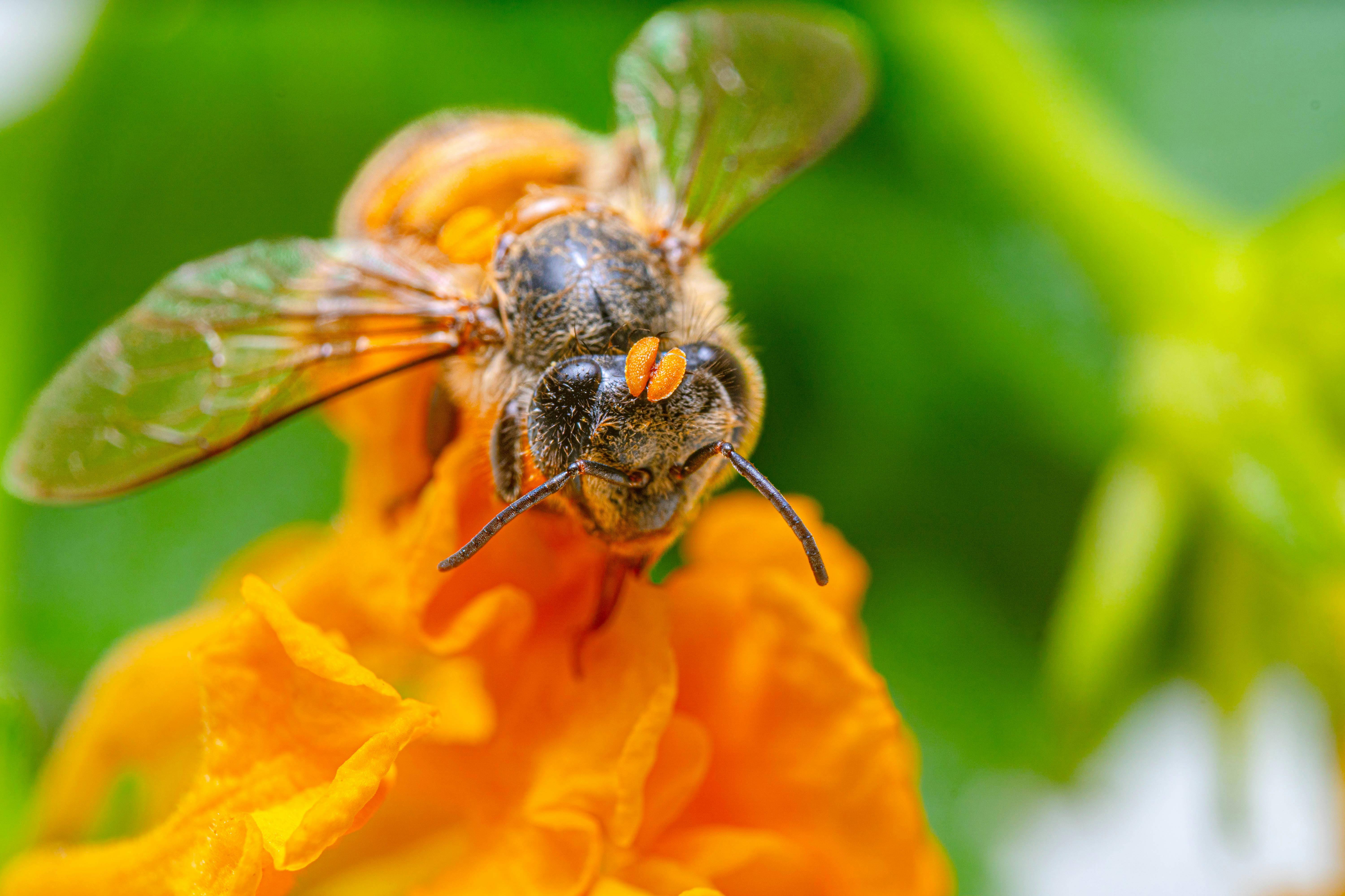A Bee Photos, Download The BEST Free A Bee Stock Photos & HD Images