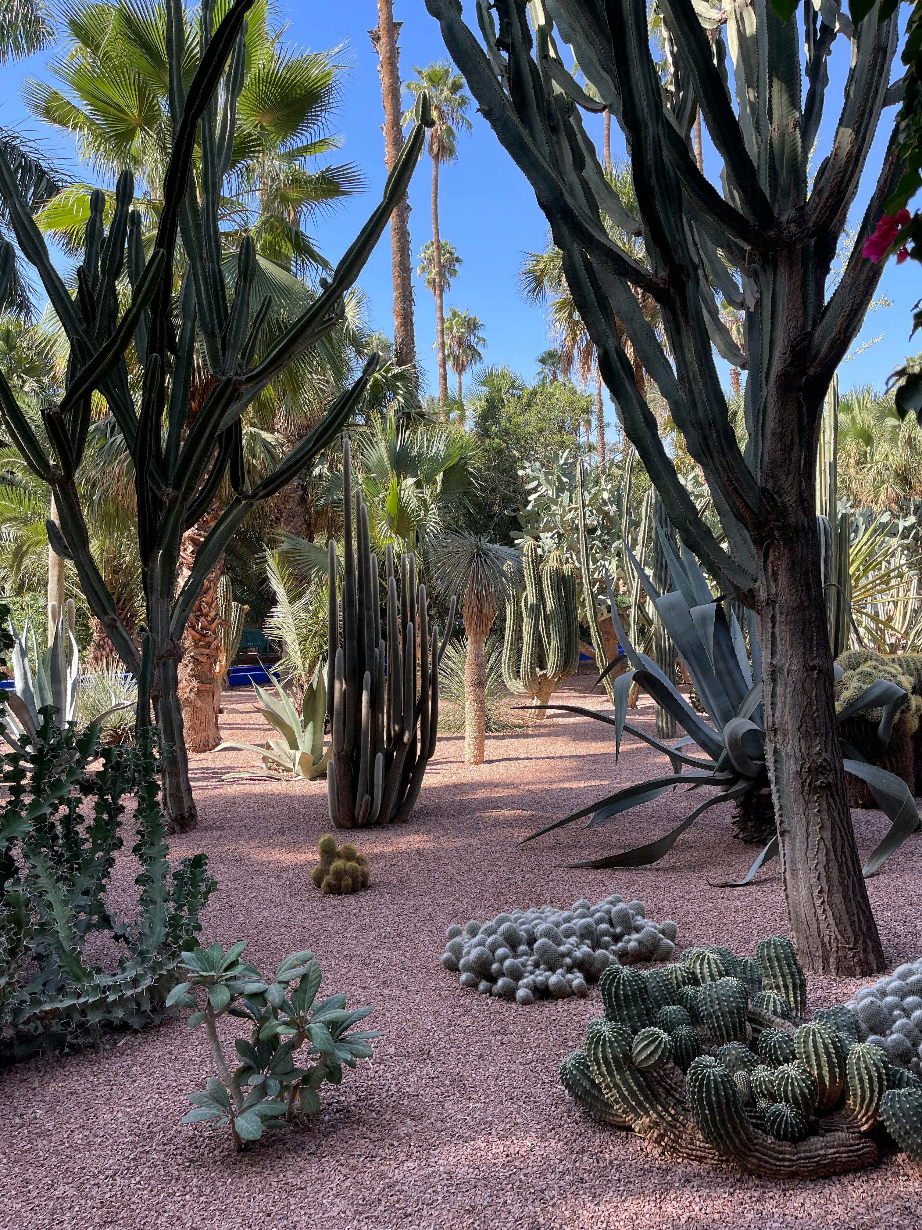 Cactuses in Park · Free Stock Photo