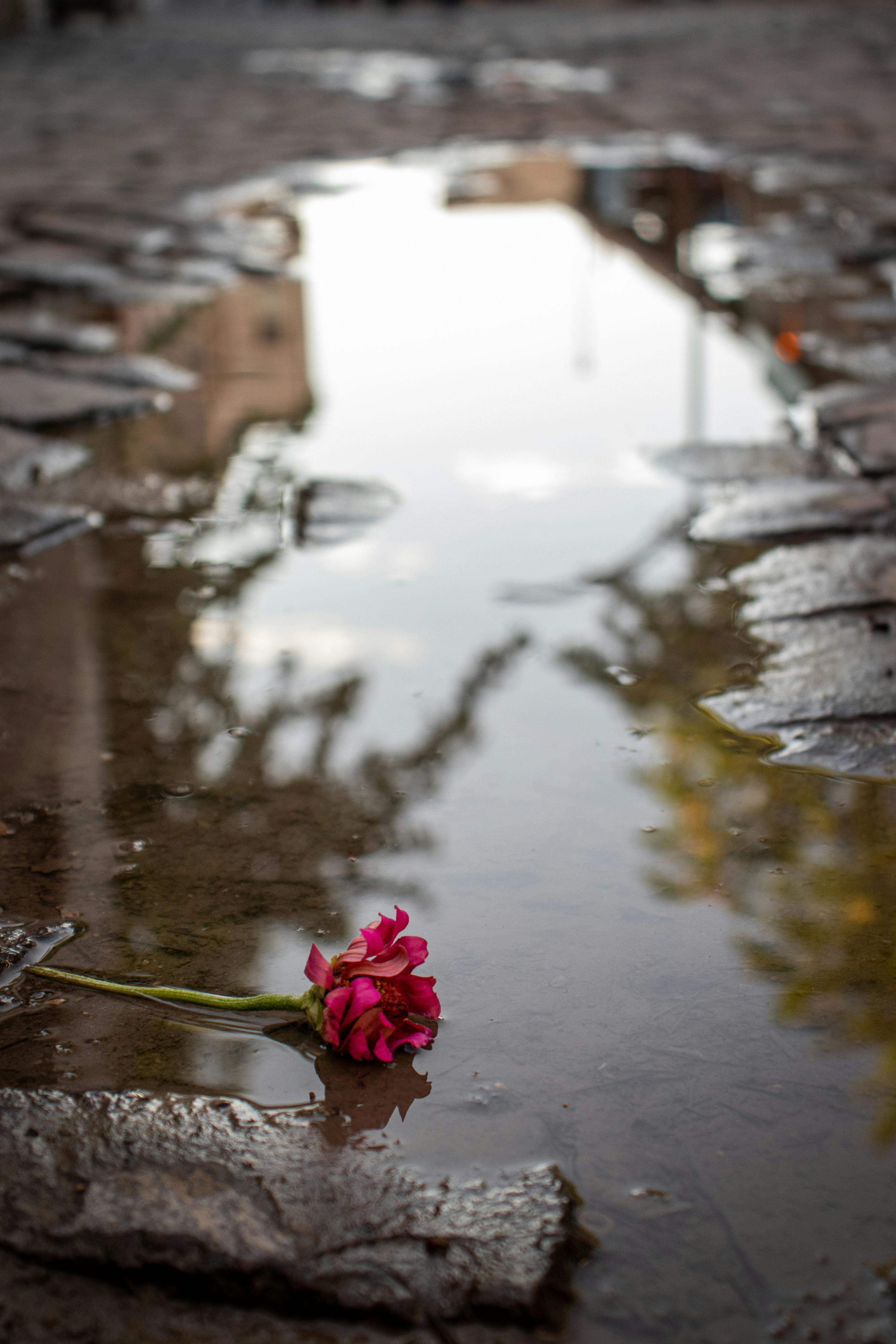 Flower in Puddle · Free Stock Photo