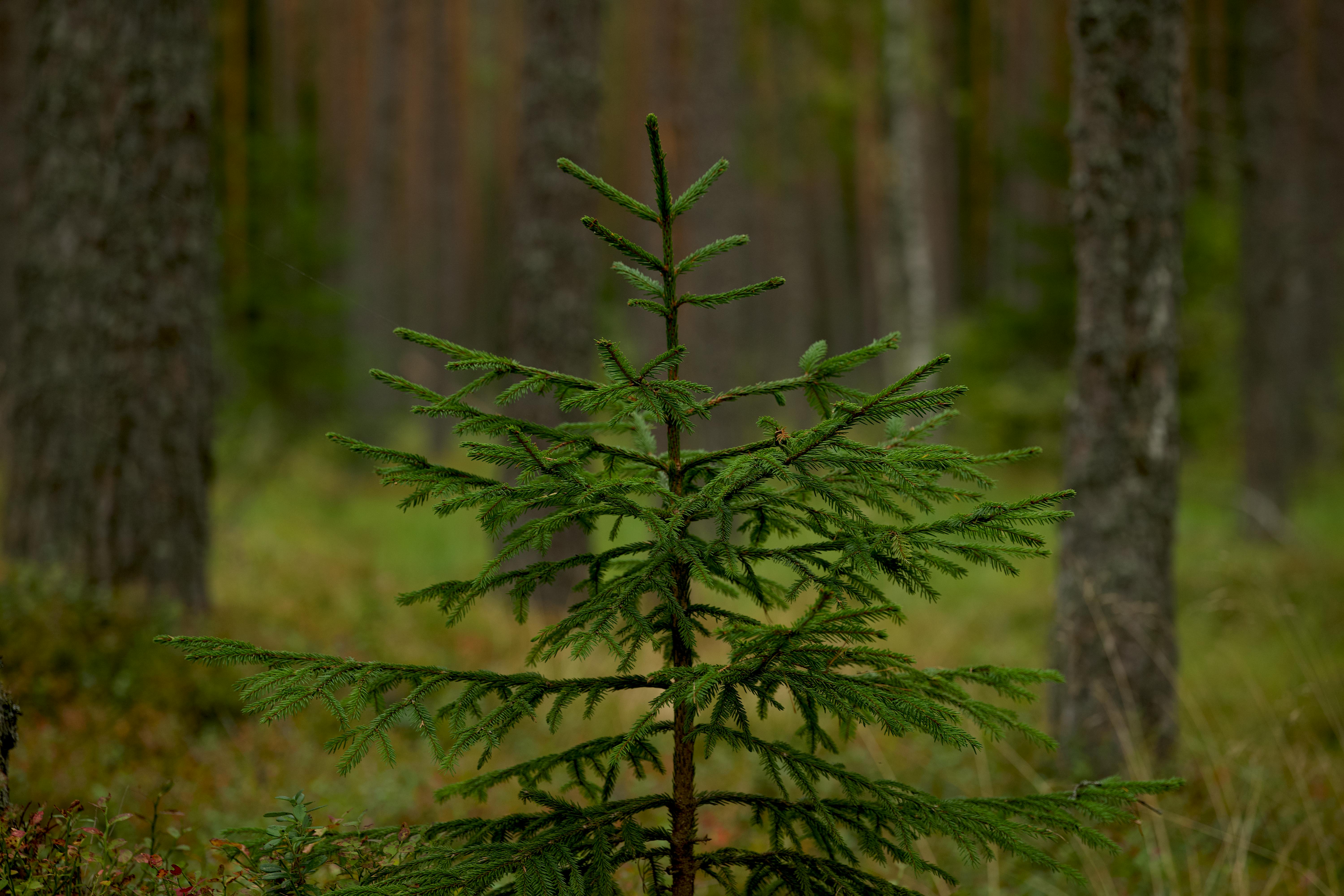 Green tree · Free Stock Photo