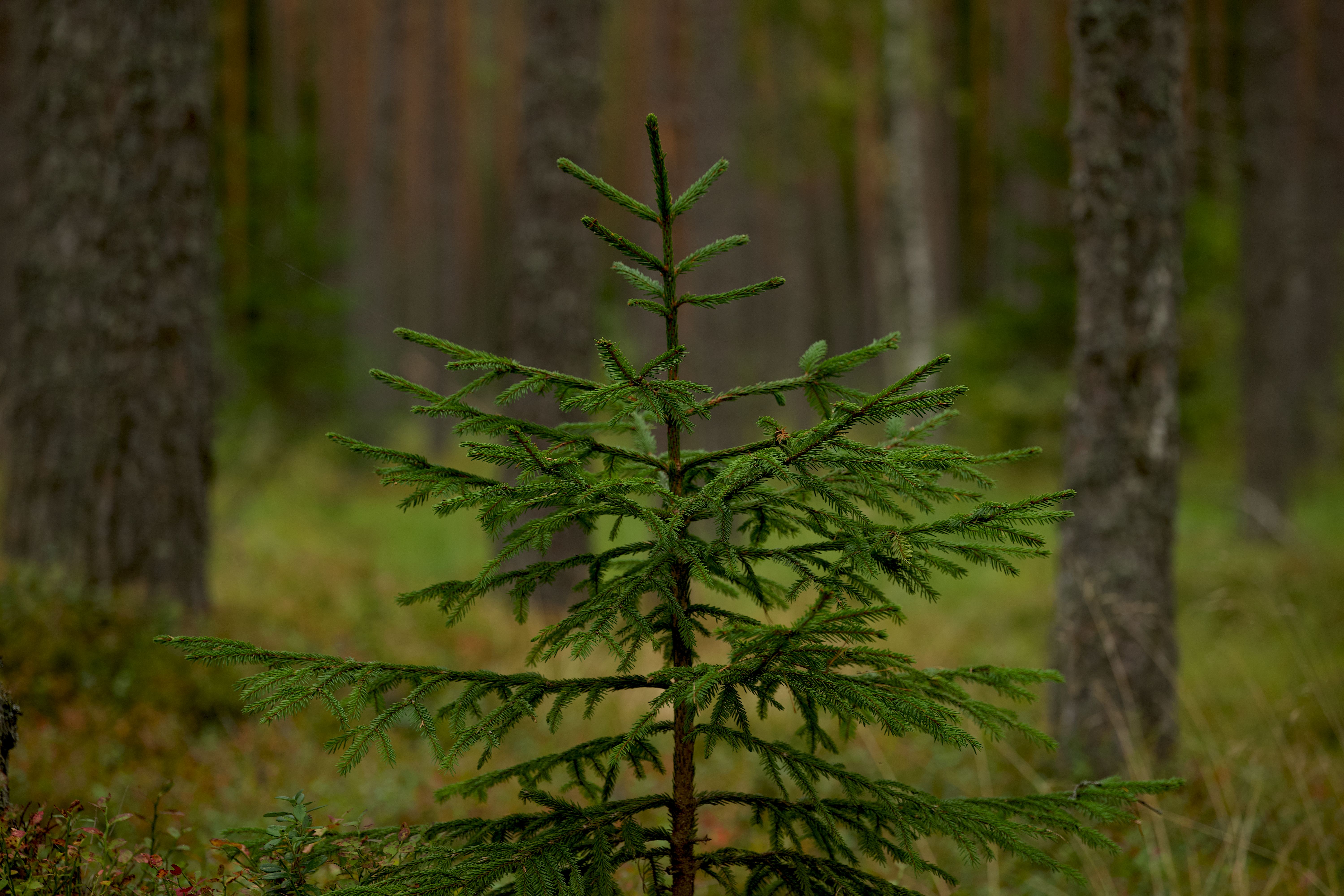 Green tree · Free Stock Photo