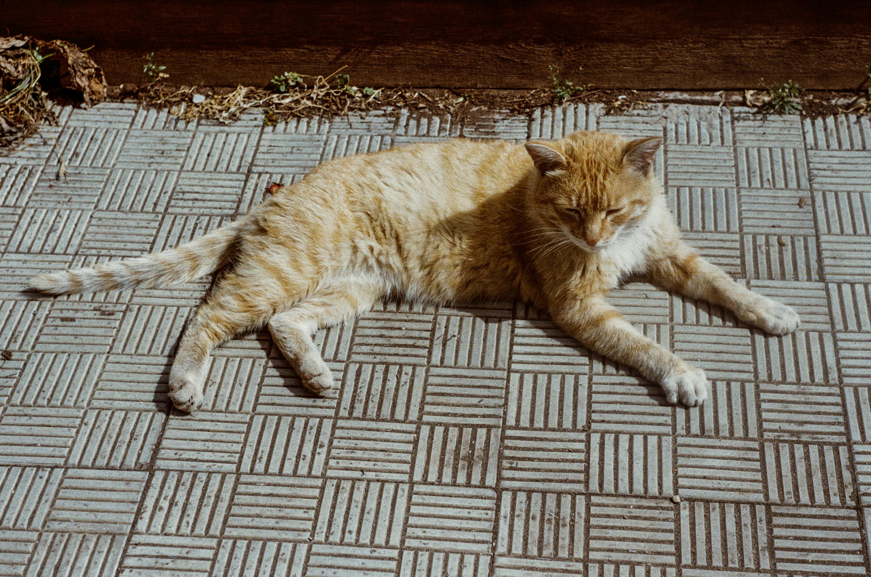 A Cat Resting in Concrete Pavement · Free Stock Photo
