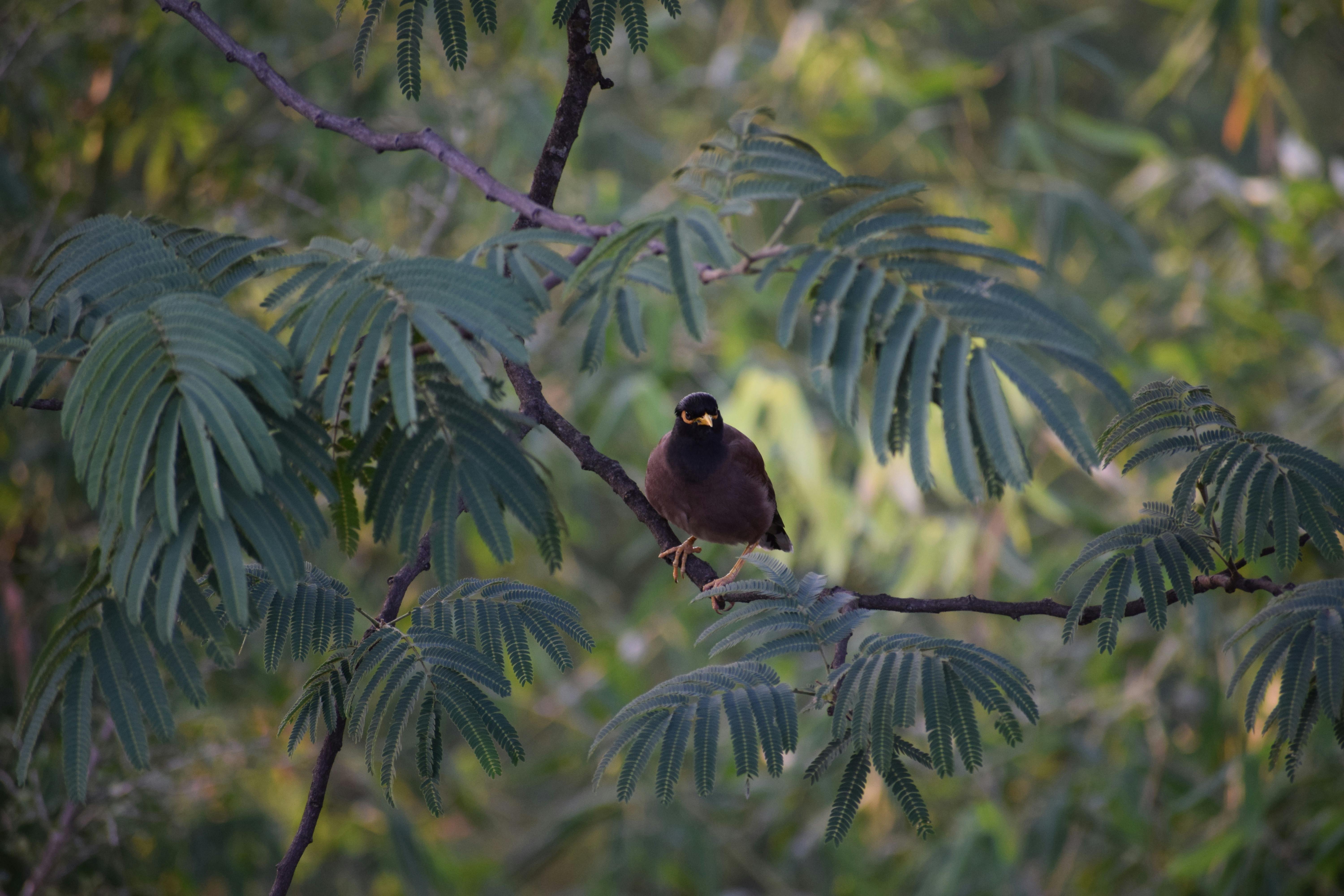 Bird Perched on a Branch · Free Stock Photo