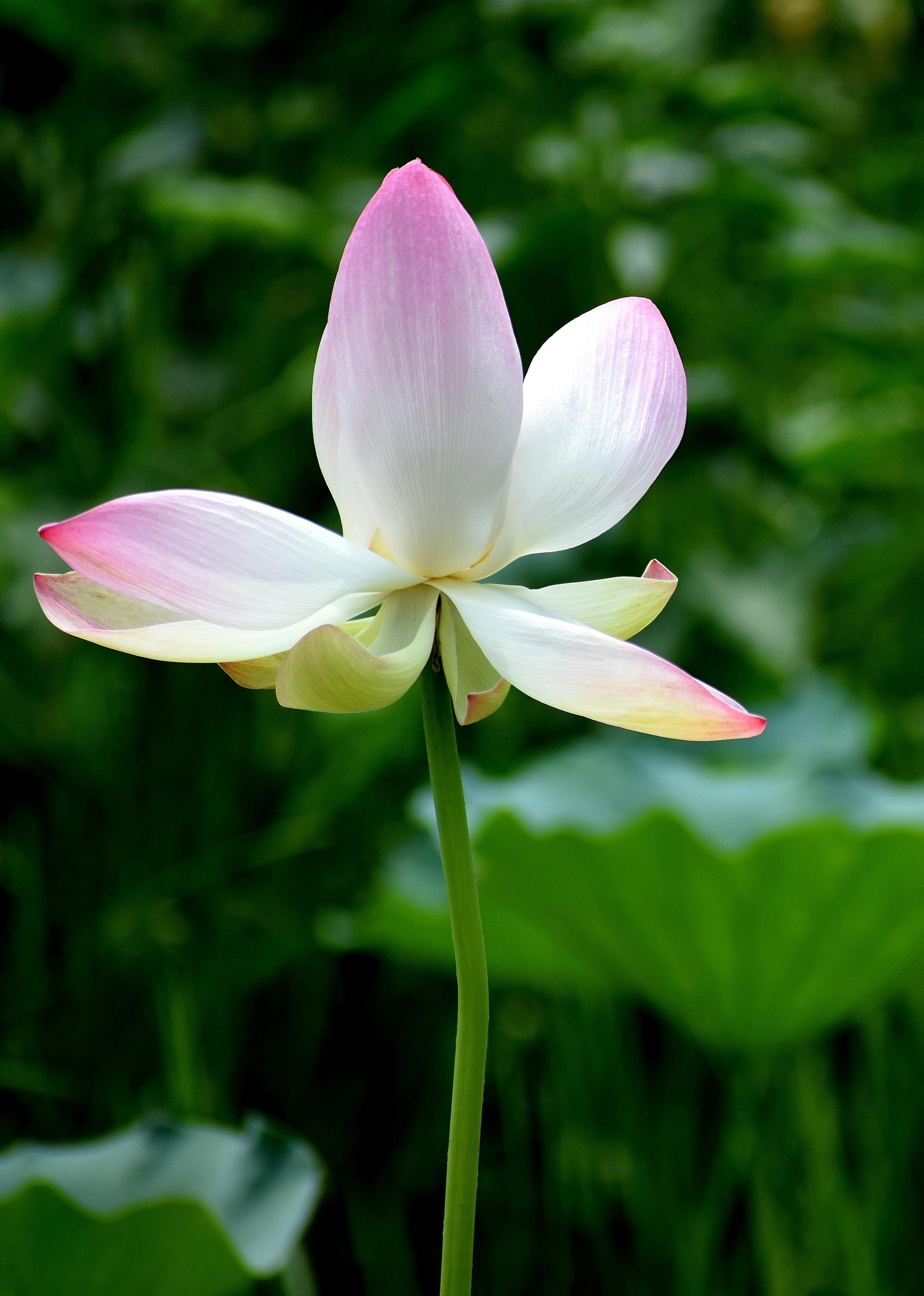 Close Up Photo of Lotus Flower · Free Stock Photo