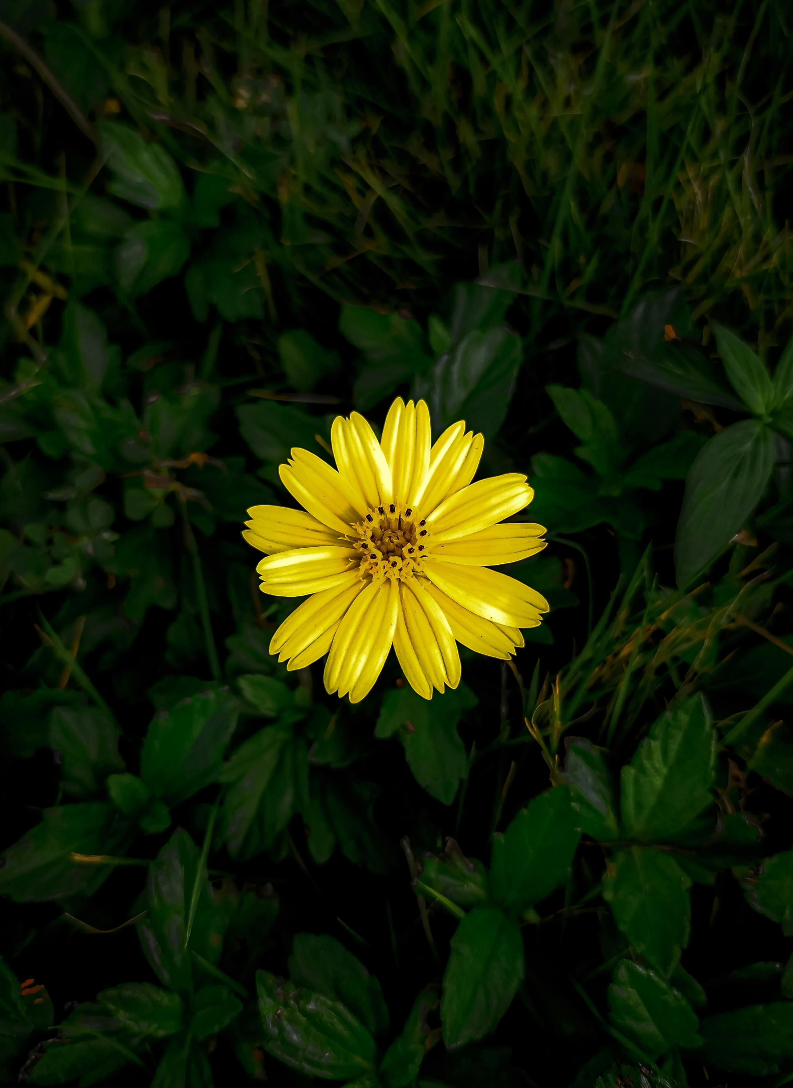 Wedelia Chinensis Photos, Download The BEST Free Wedelia Chinensis ...