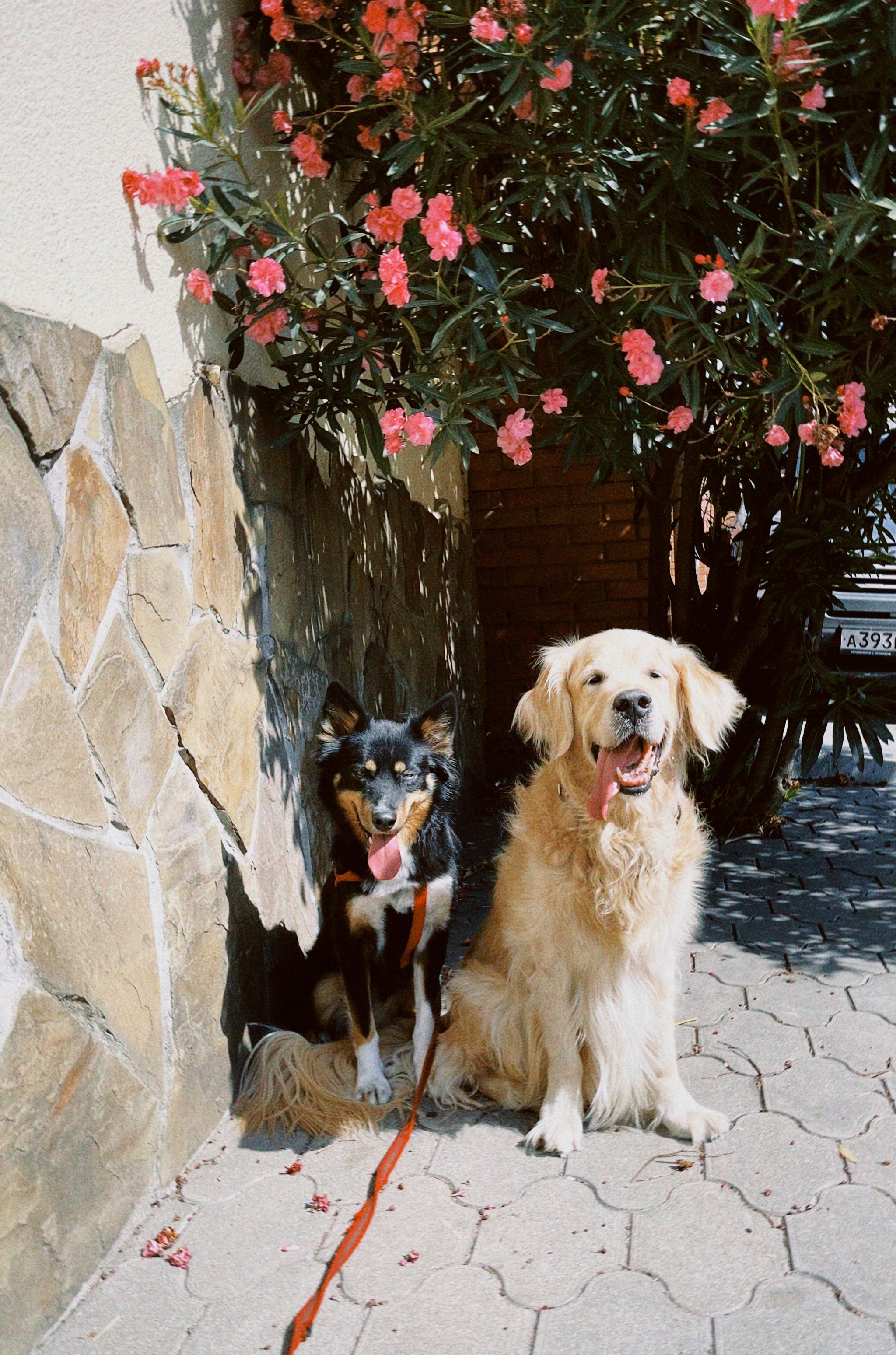 Dogs Tale Photos, Download Free Dogs Tale Stock Photos & HD Images