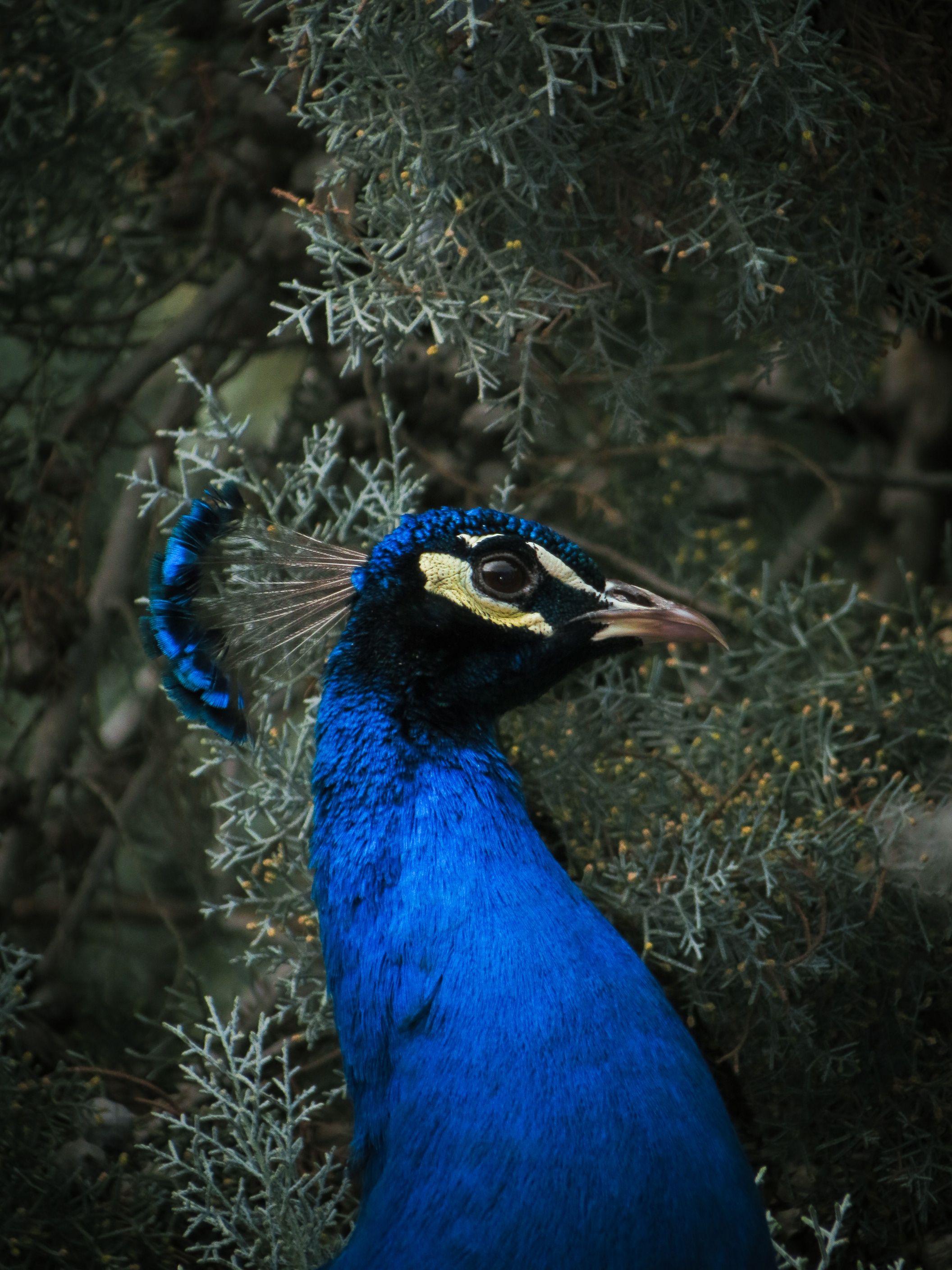 Bad Ass Peacock Photos, Download Free Bad Ass Peacock Stock Photos & HD ...