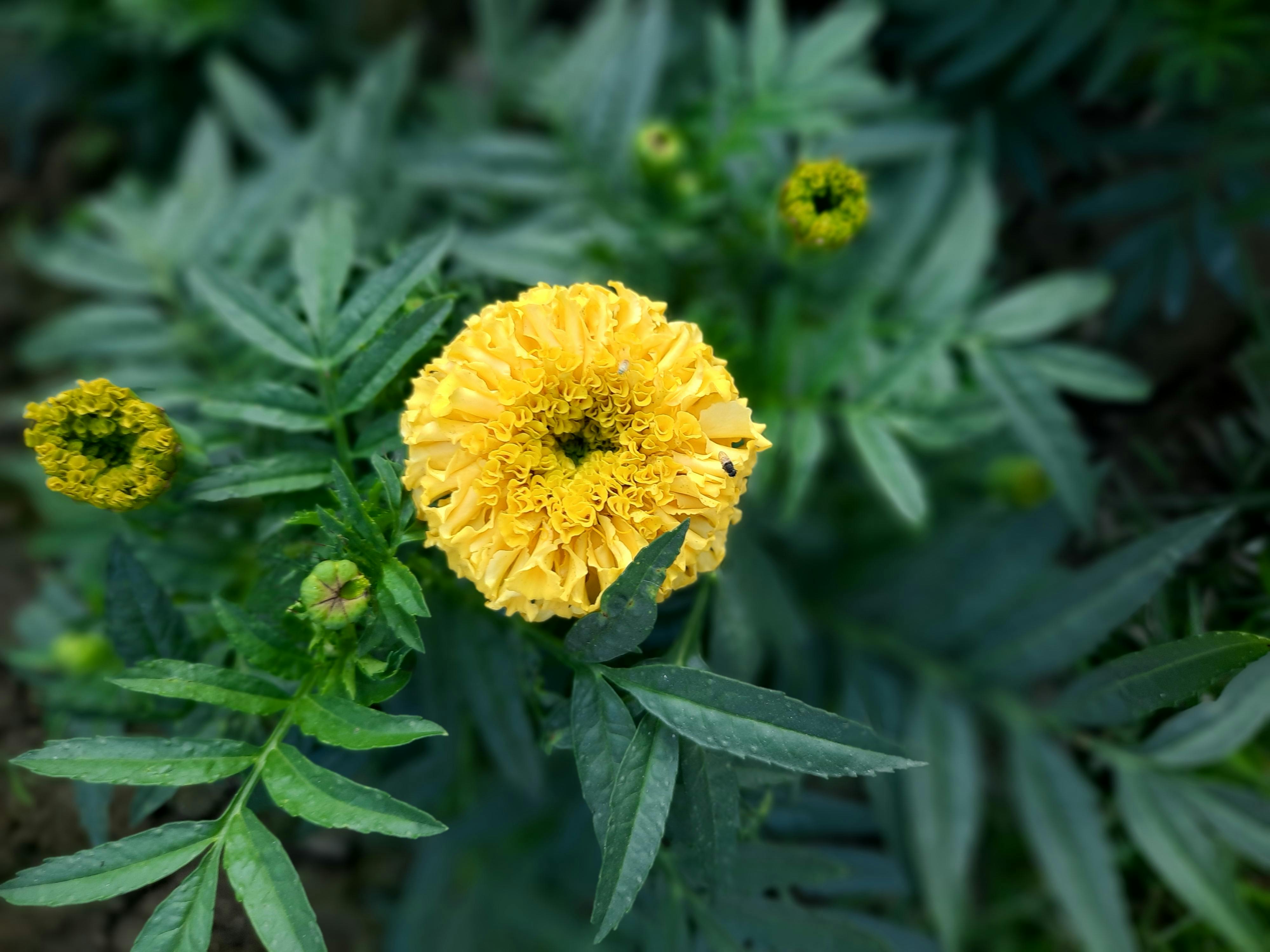Marigold Flower in Close-up Shot · Free Stock Photo