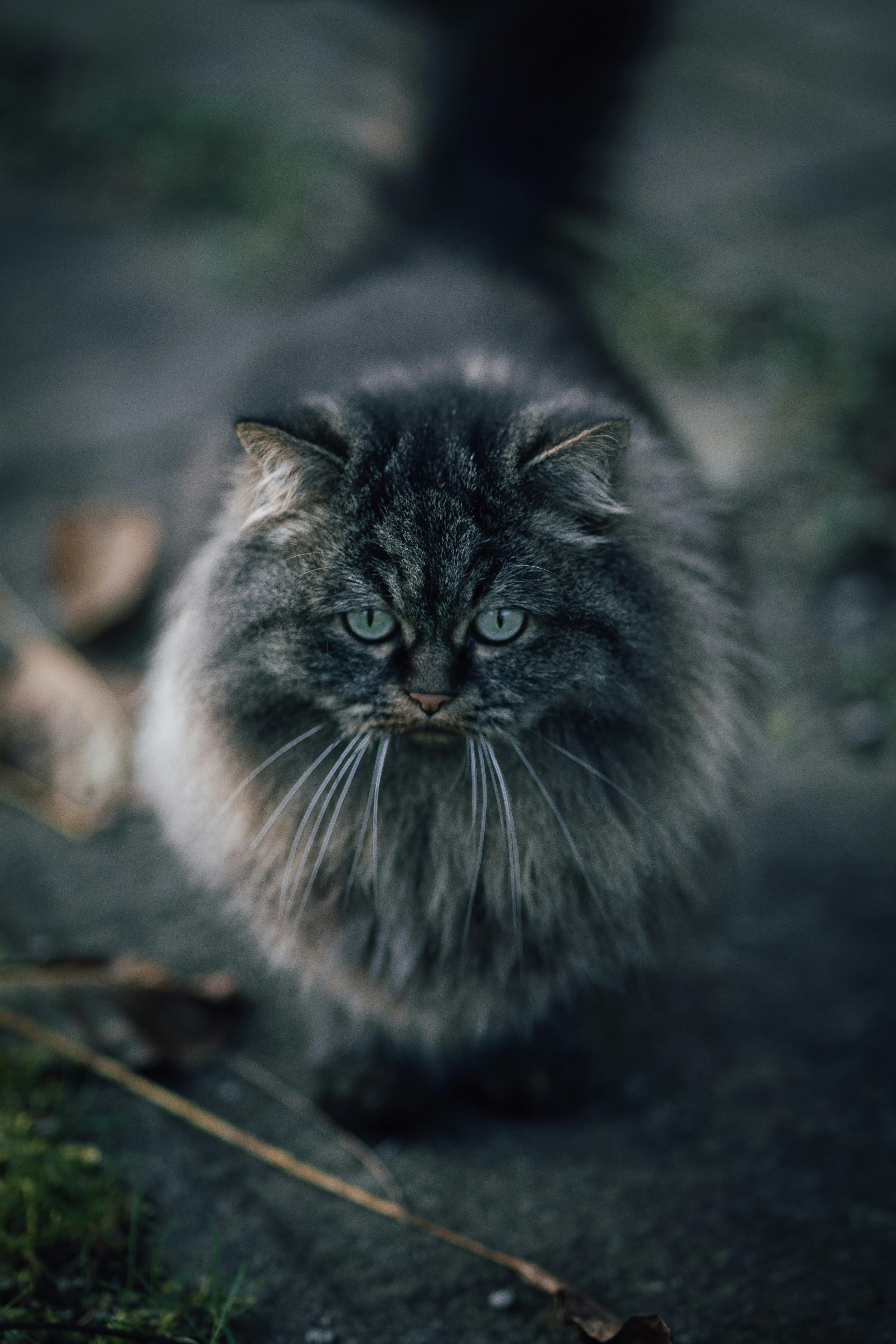 Furry Gray Cat · Free Stock Photo