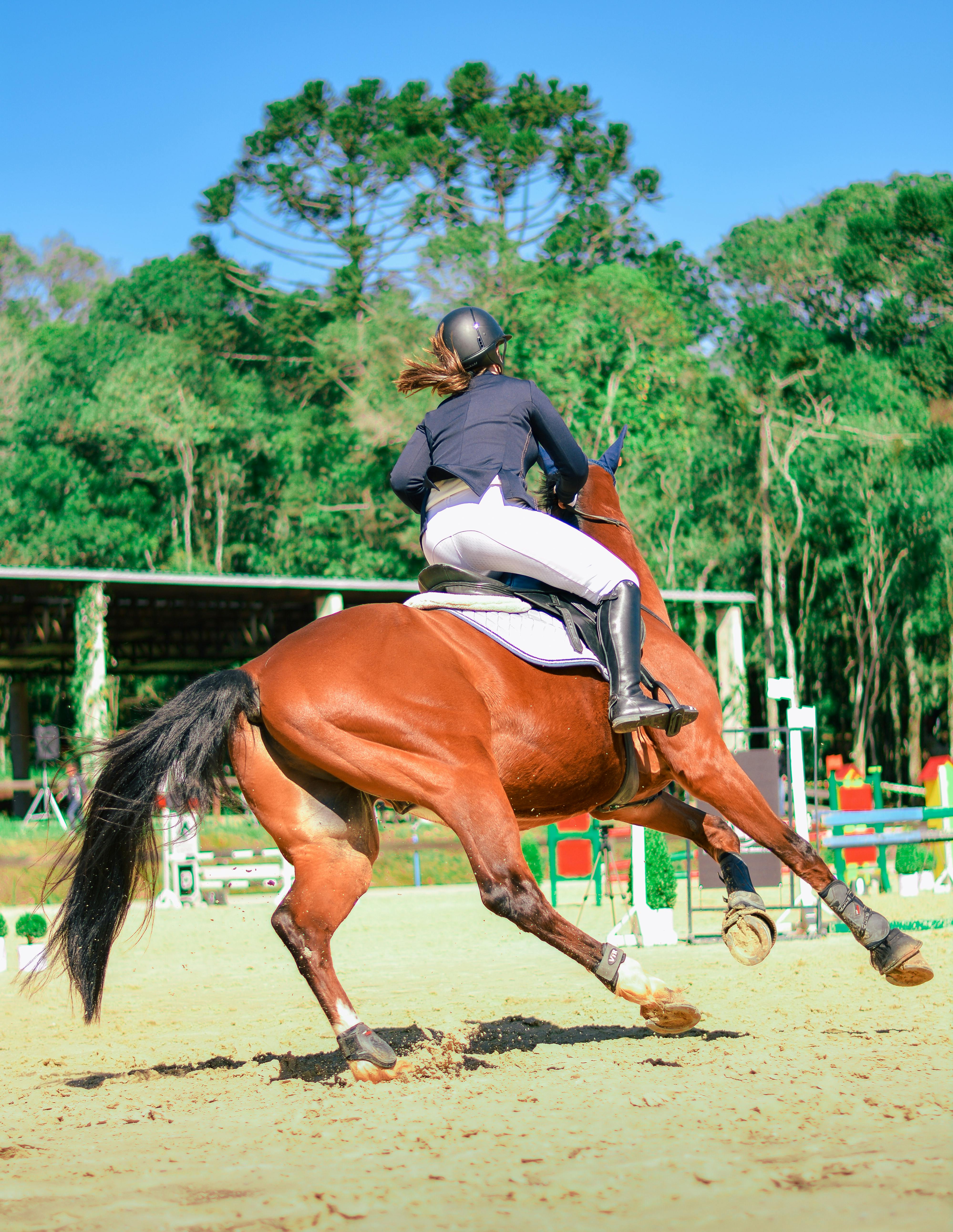 Horse Riding Training Photos, Download The BEST Free Horse Riding ...