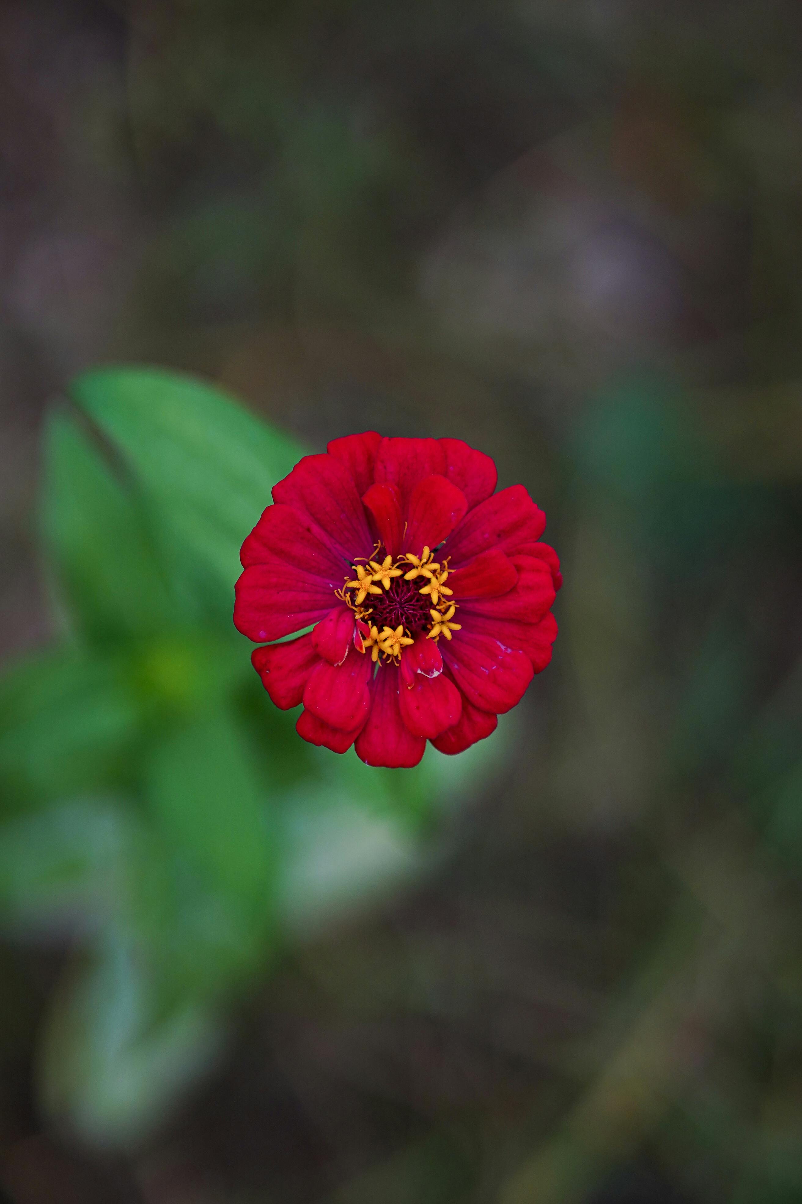 Close-Up Photo of Red Flower · Free Stock Photo