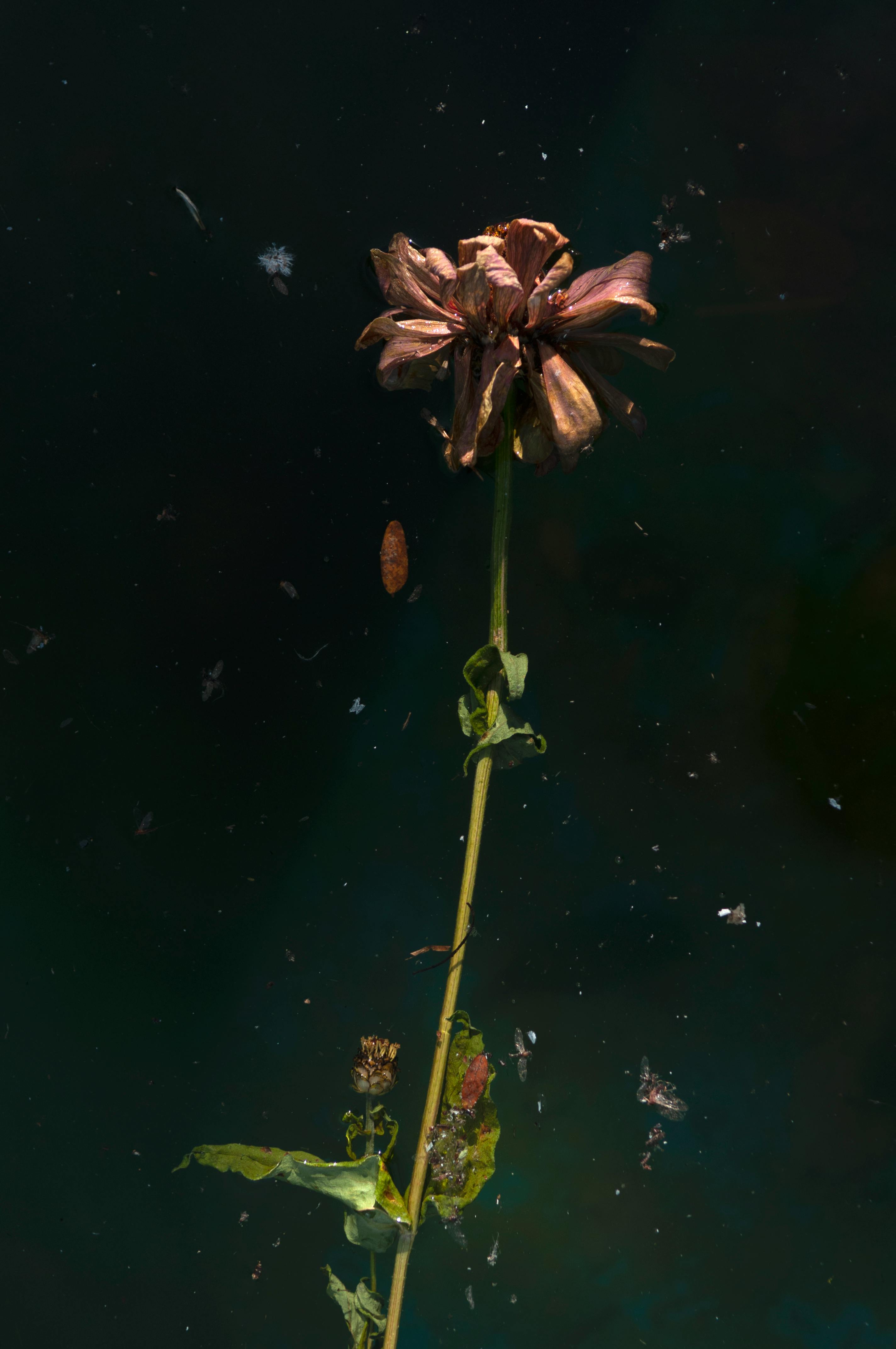 Dark Flower Wallpaper Photos, Download The BEST Free Dark Flower ...