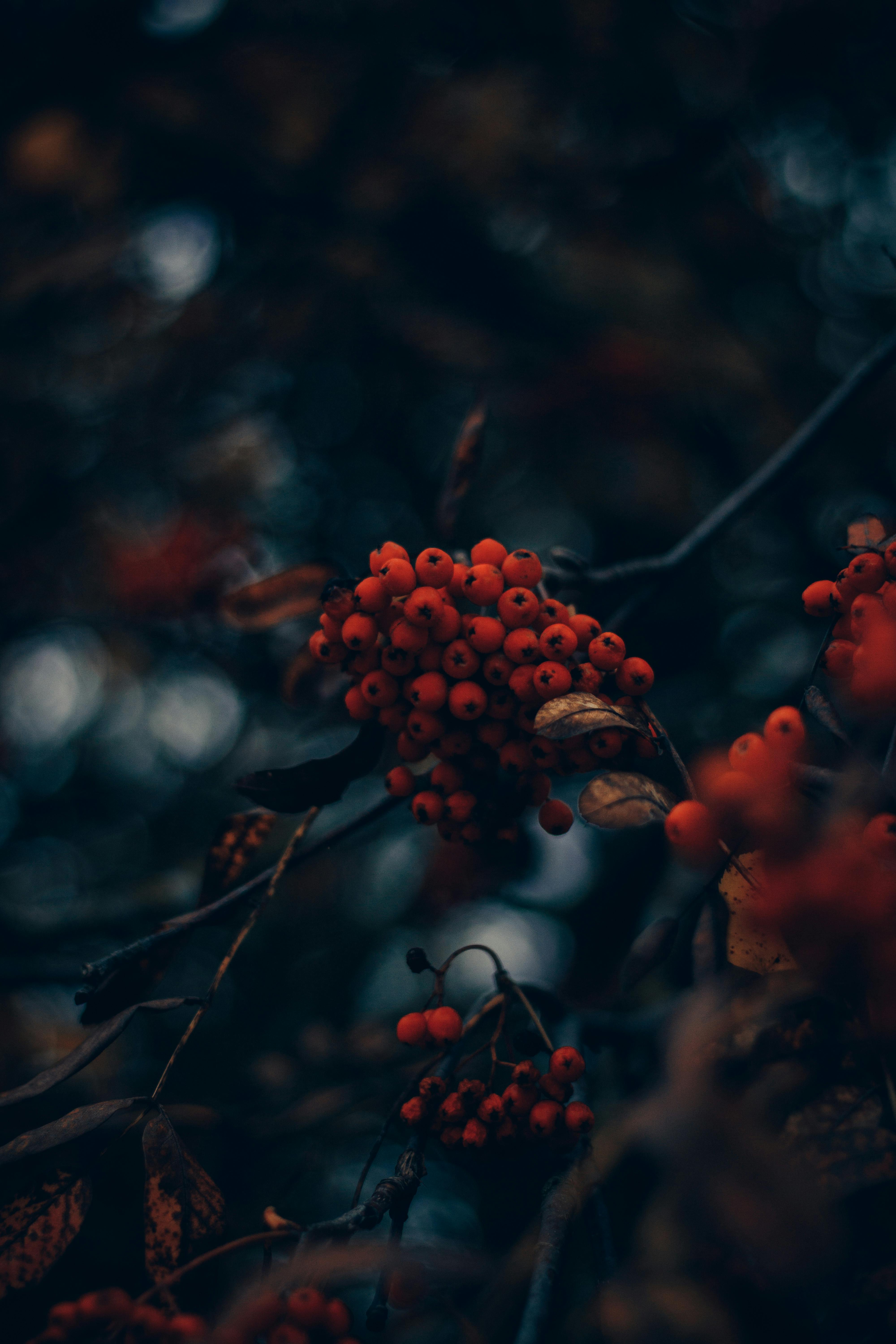 Rowan Tree Photos, Download The BEST Free Rowan Tree Stock Photos & HD ...