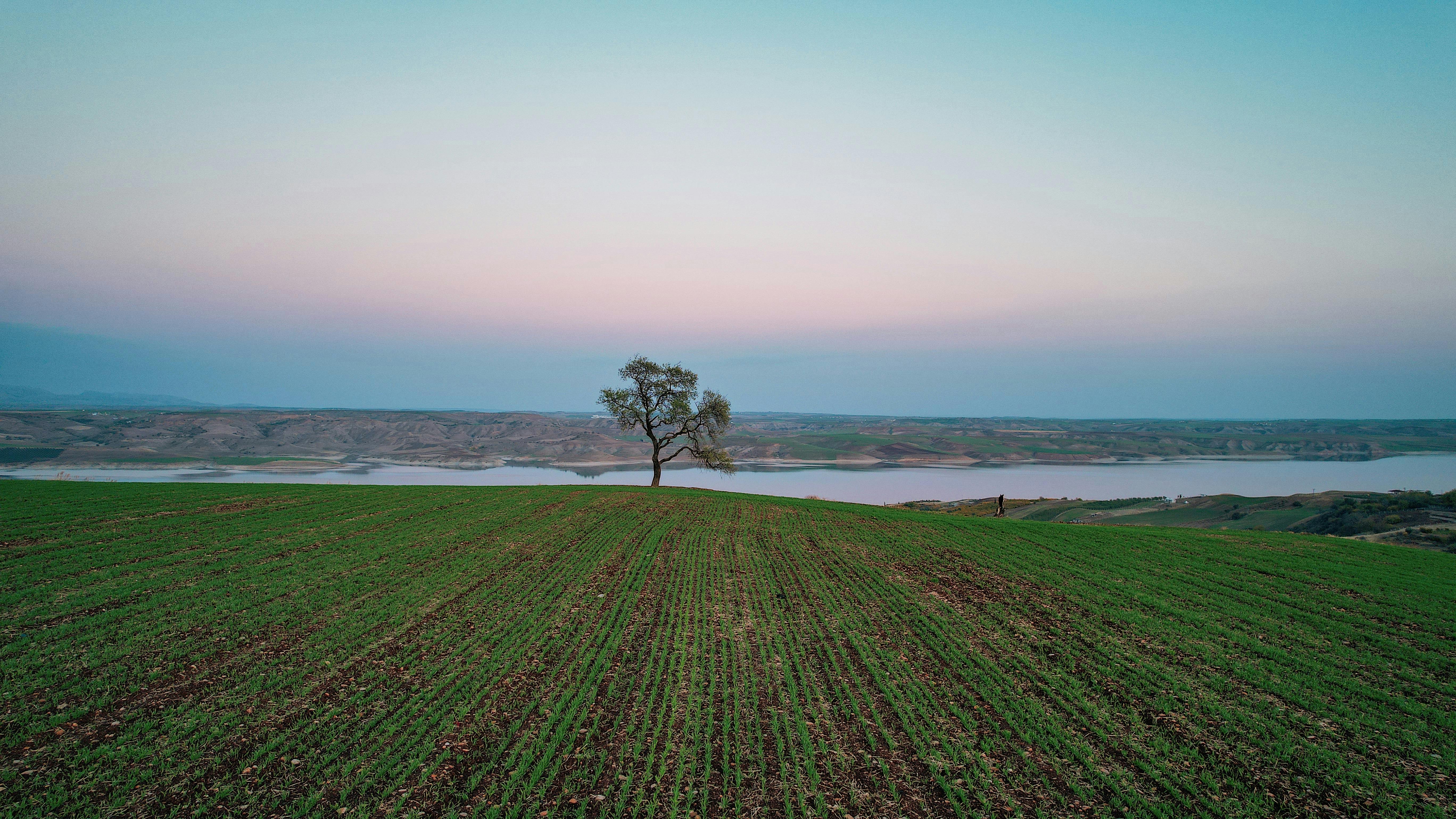 A Tree in the Middle of the Cropland · Free Stock Photo