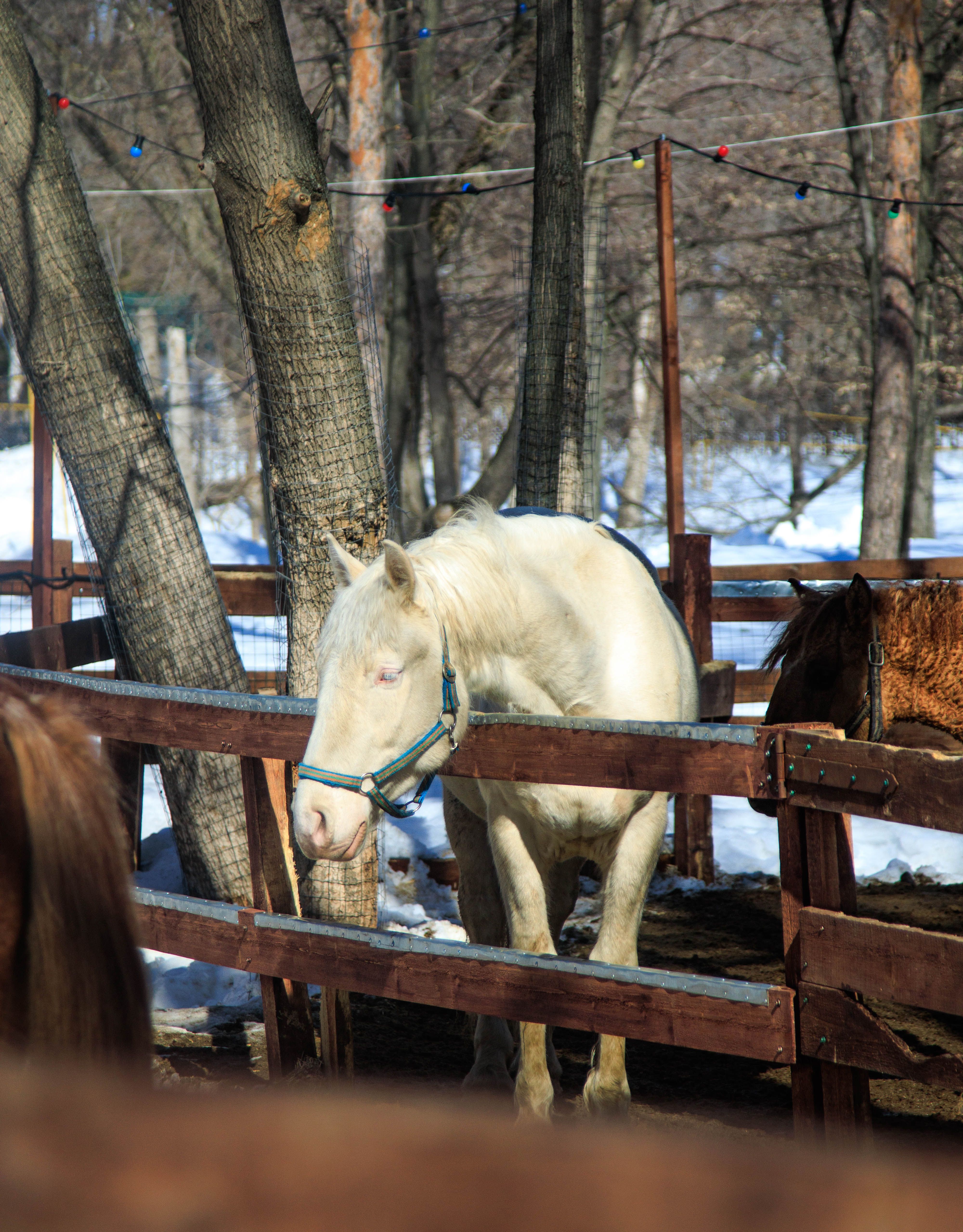 White Horse Standing in a Paddock during Winter · Free Stock Photo