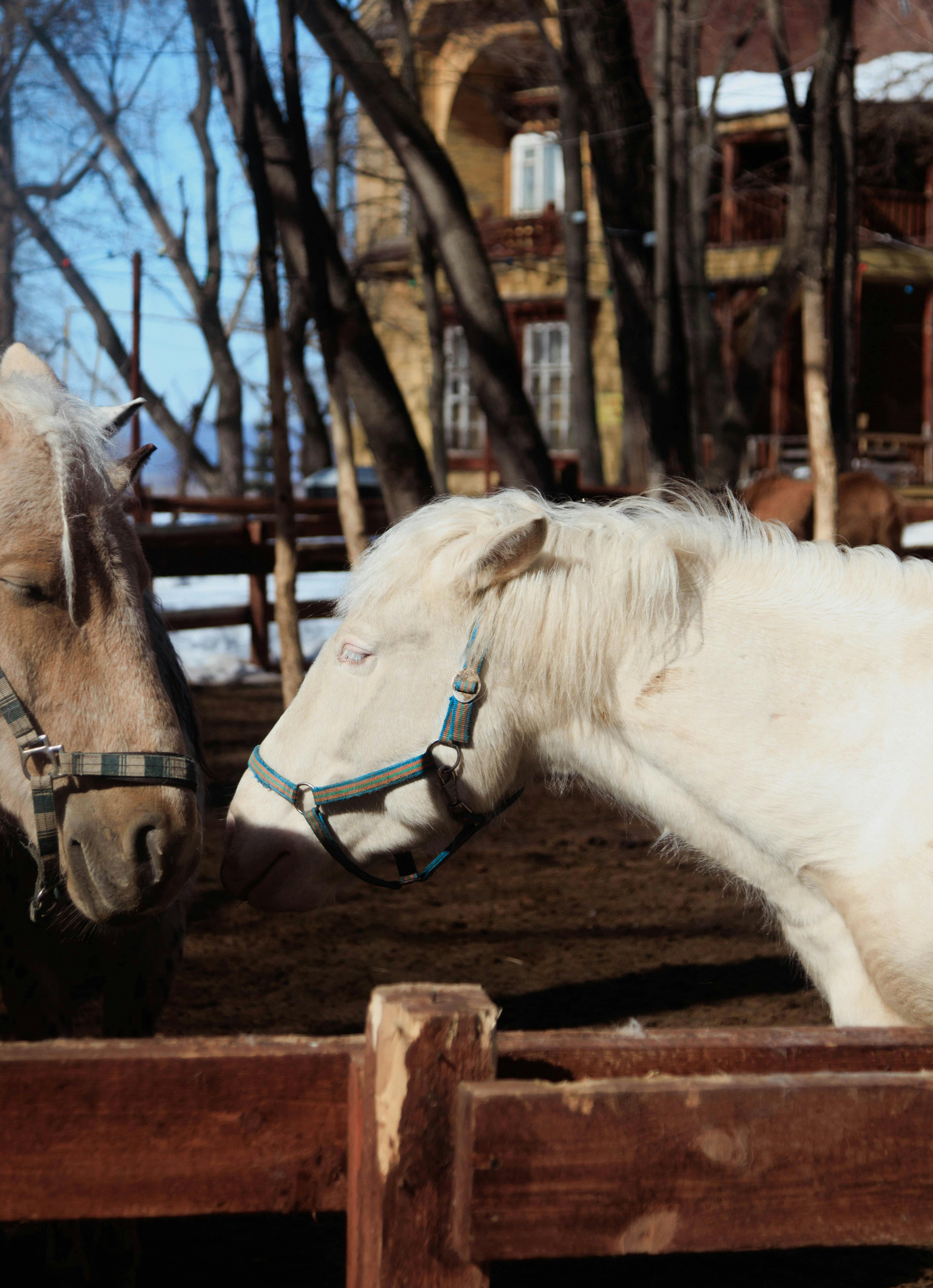 Ghost Horses Photos, Download The BEST Free Ghost Horses Stock Photos ...