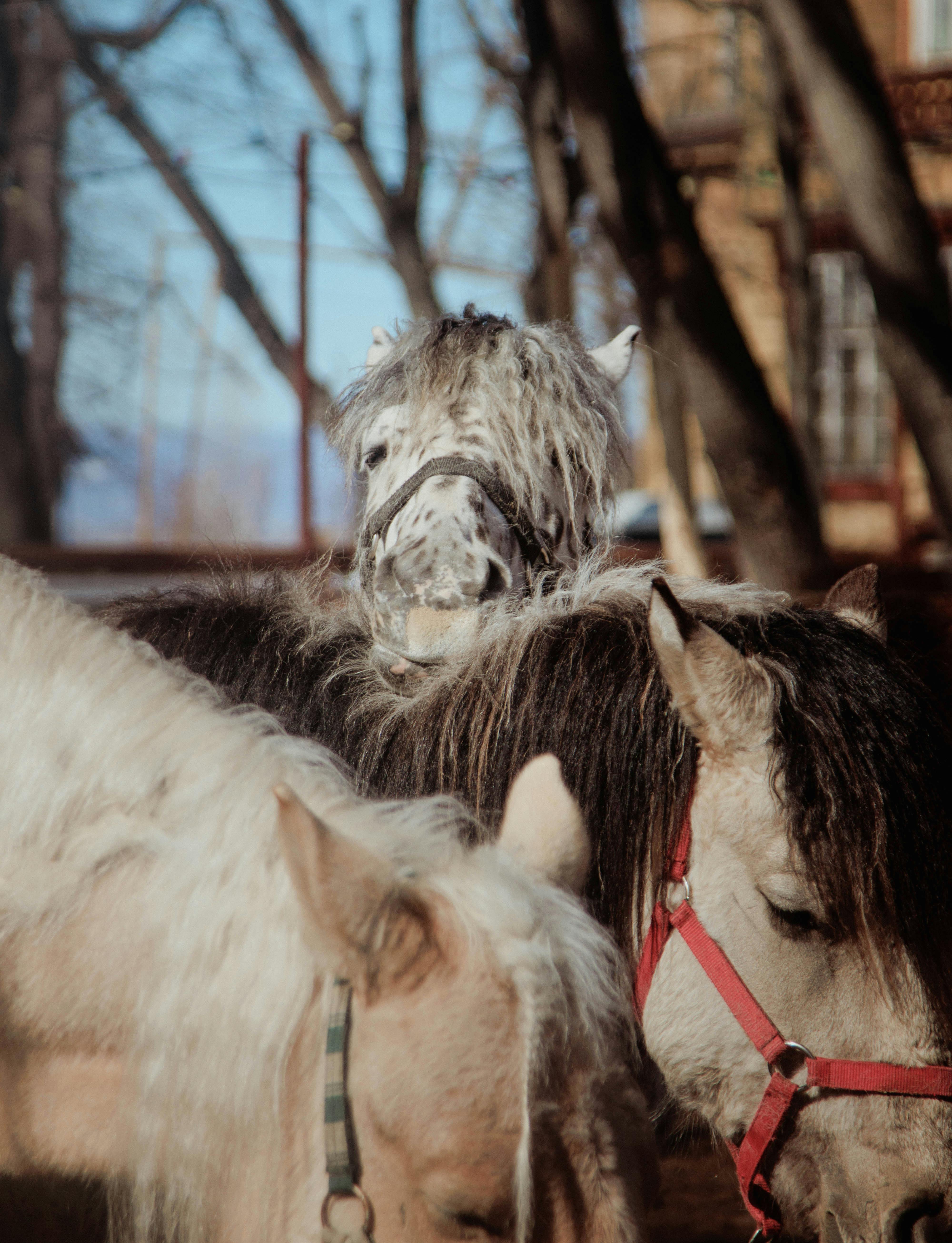 Close-Up Shot of Three Horses · Free Stock Photo