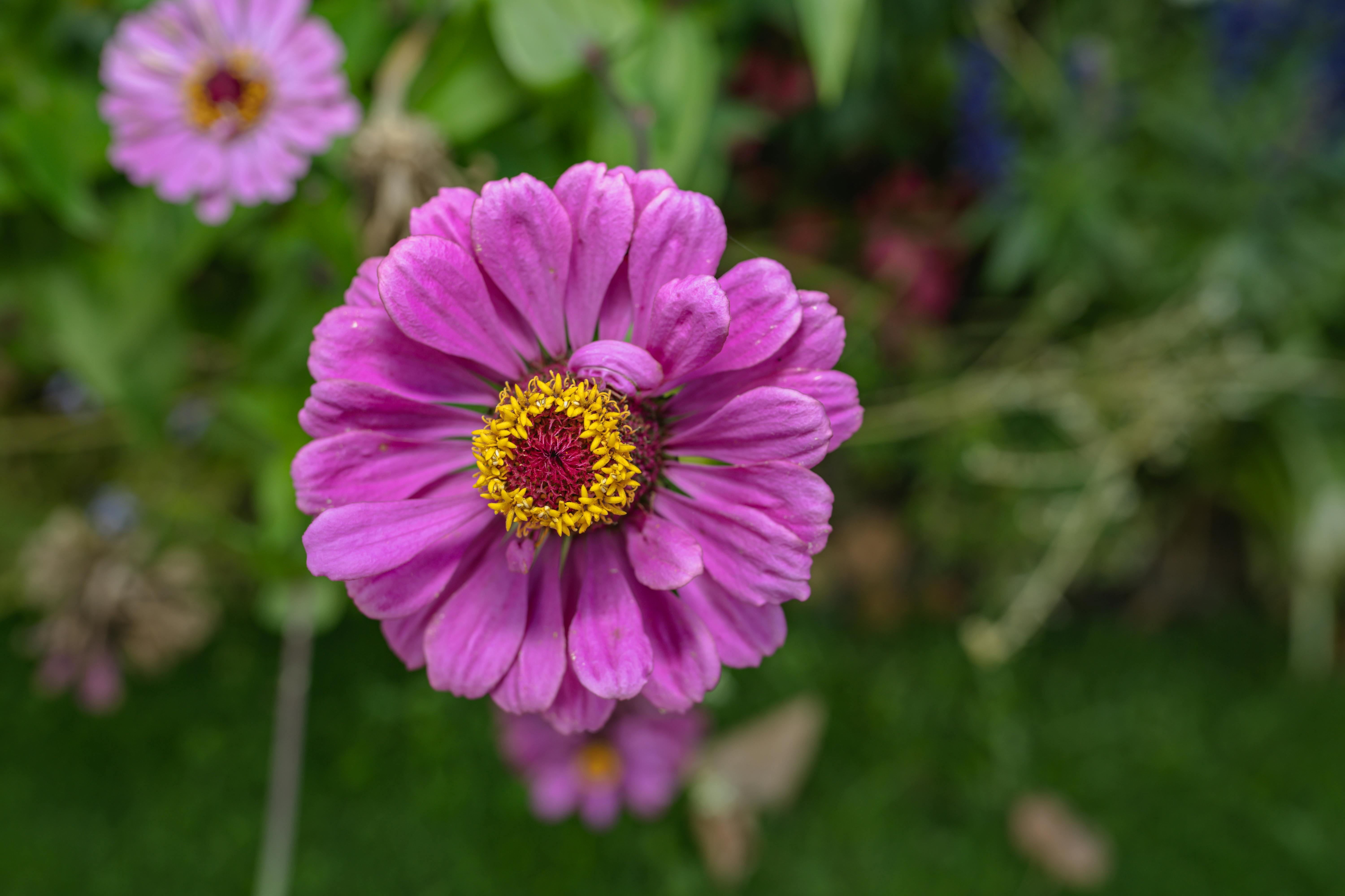 Fleurs Inspirantes Photos, Download The BEST Free Fleurs Inspirantes ...