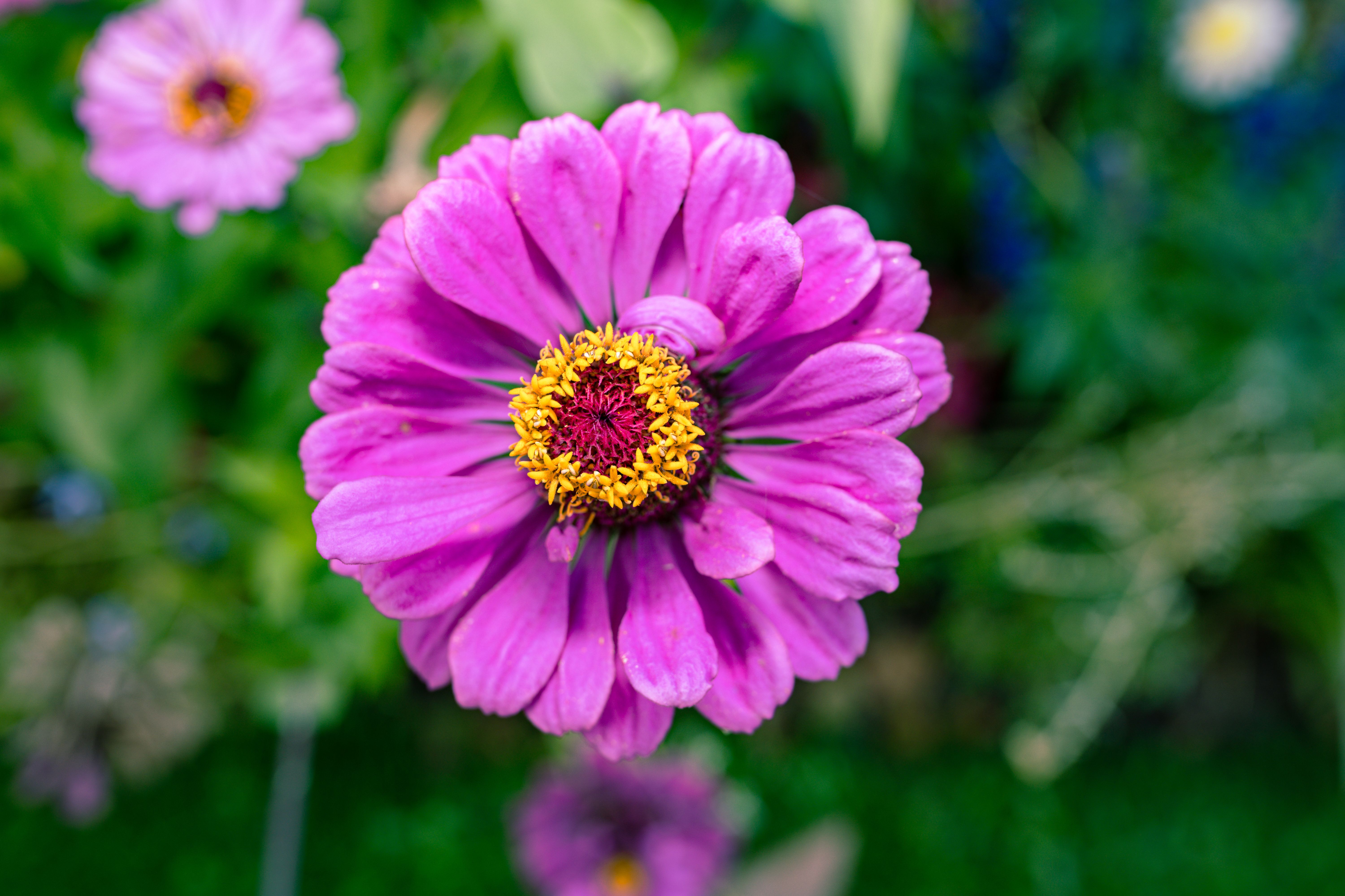 FLOWER · Free Stock Photo