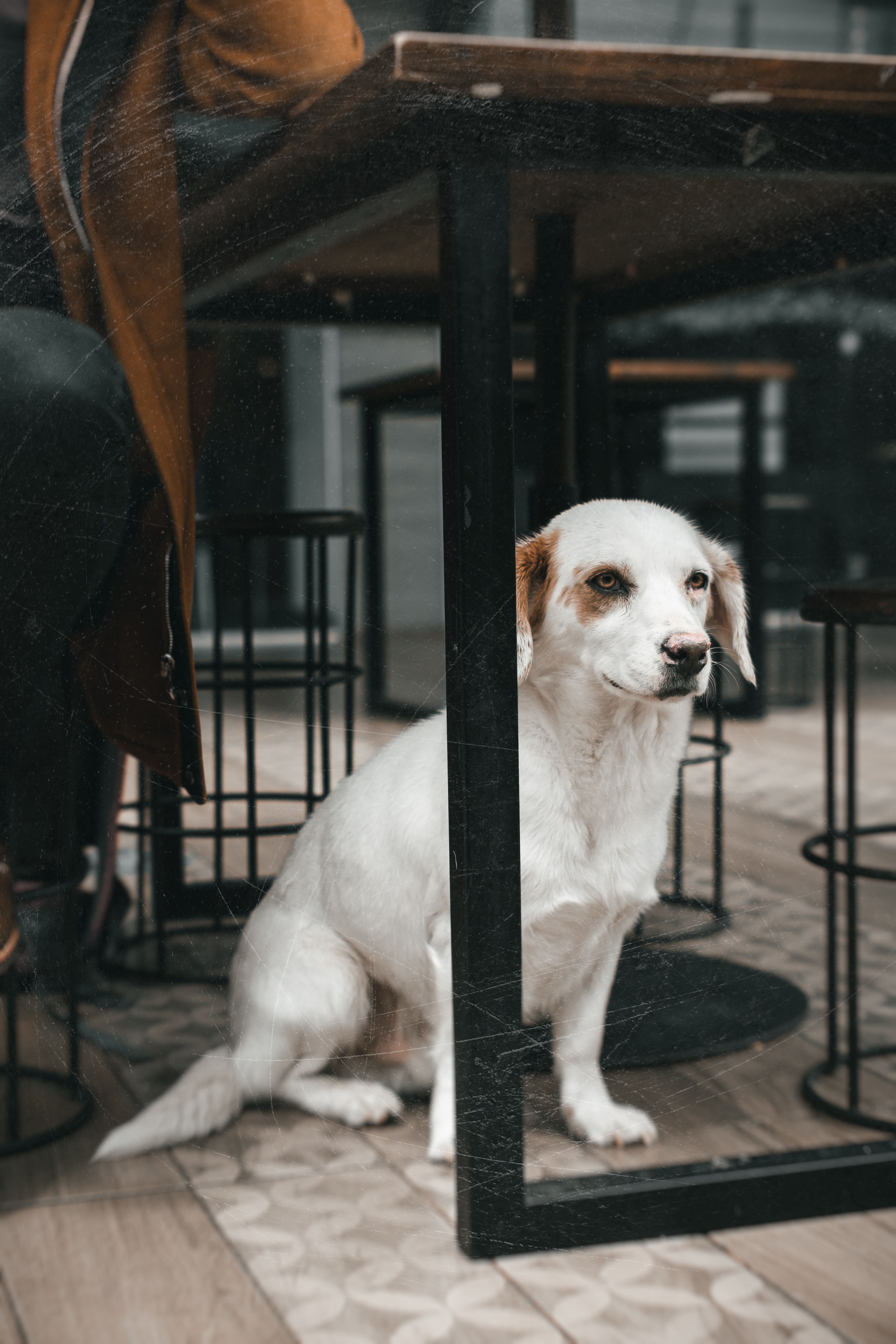 Kenneled Photos, Download Free Kenneled Stock Photos & HD Images
