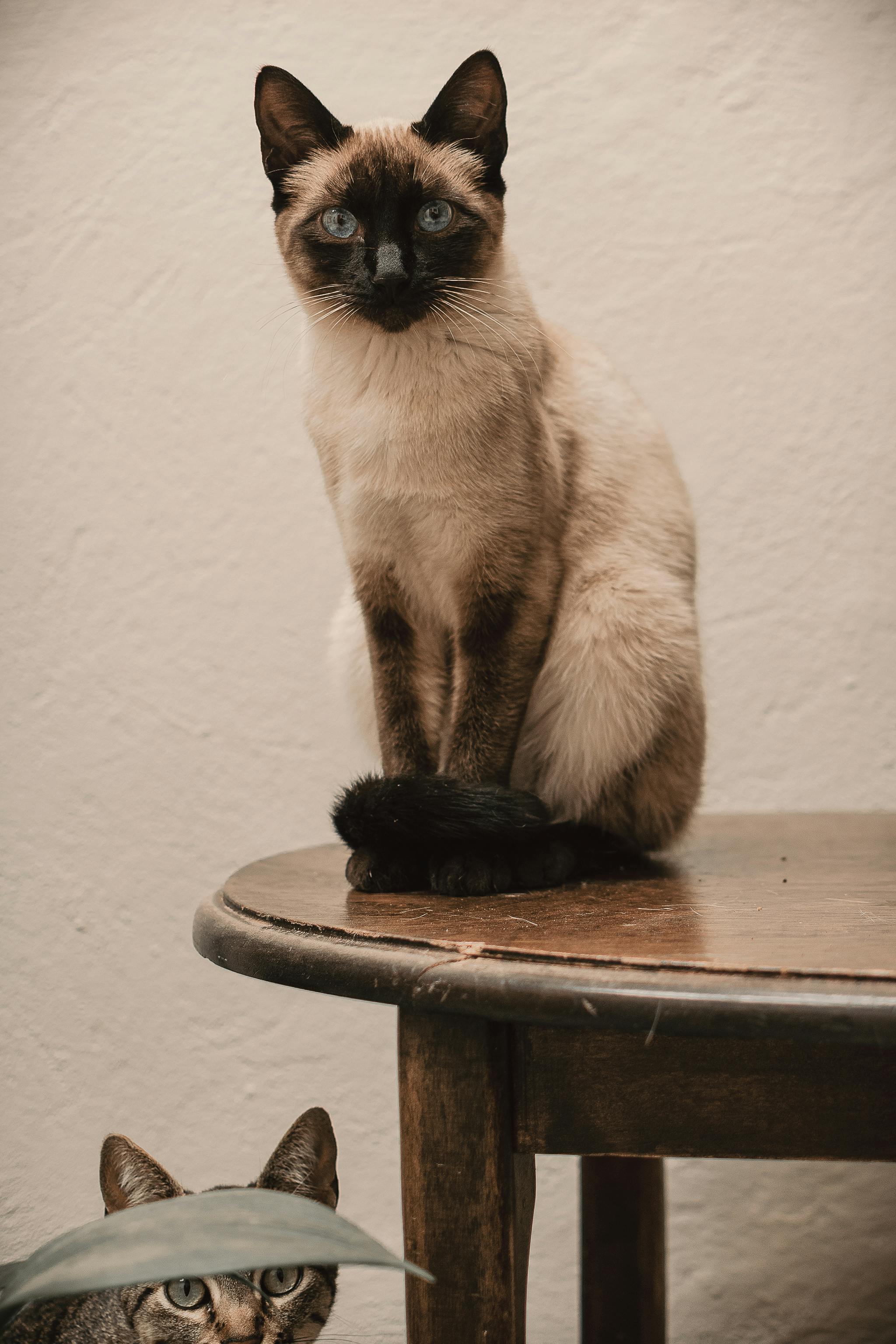 Siamese Photos, Download The BEST Free Siamese Stock Photos & HD Images