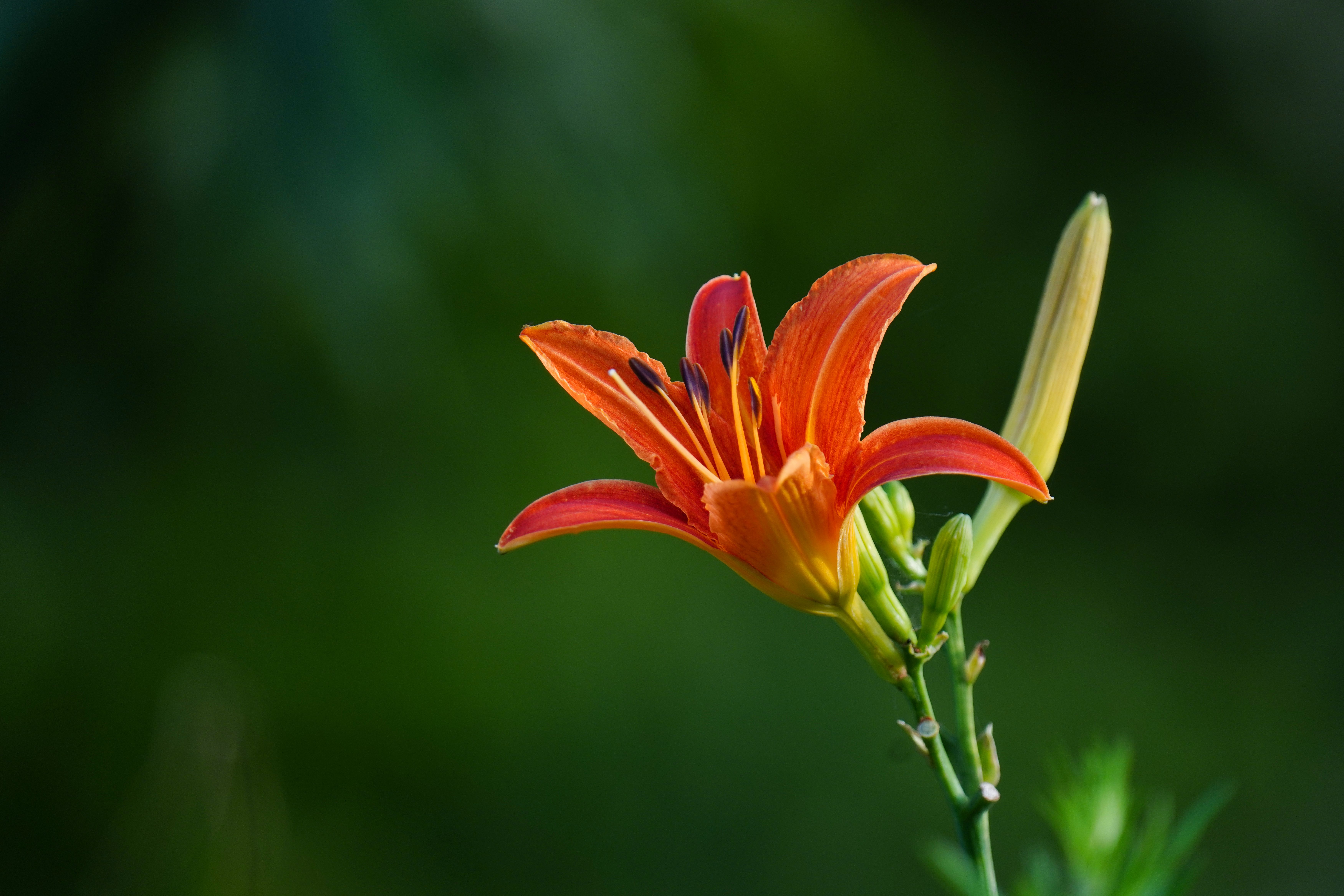 Close-Up Photo of a Red River Lily · Free Stock Photo