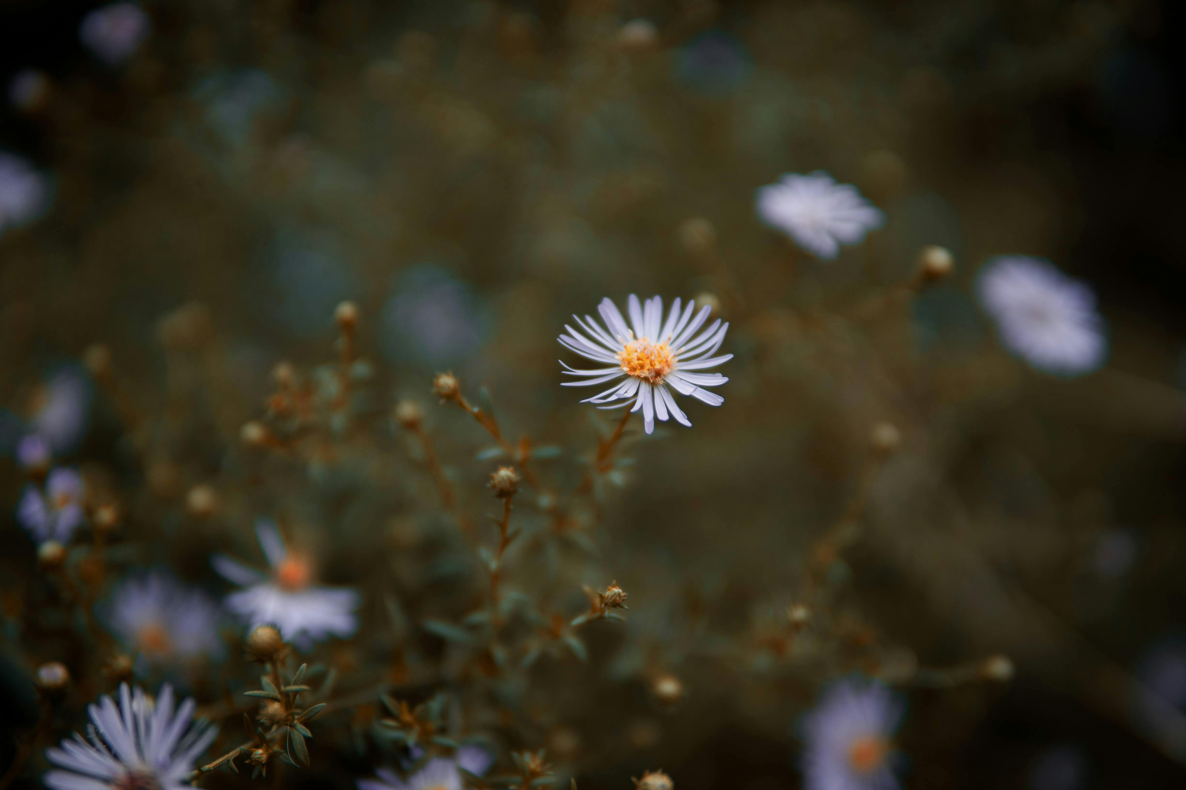 Close-Up Photograph of a Blooming Aster · Free Stock Photo