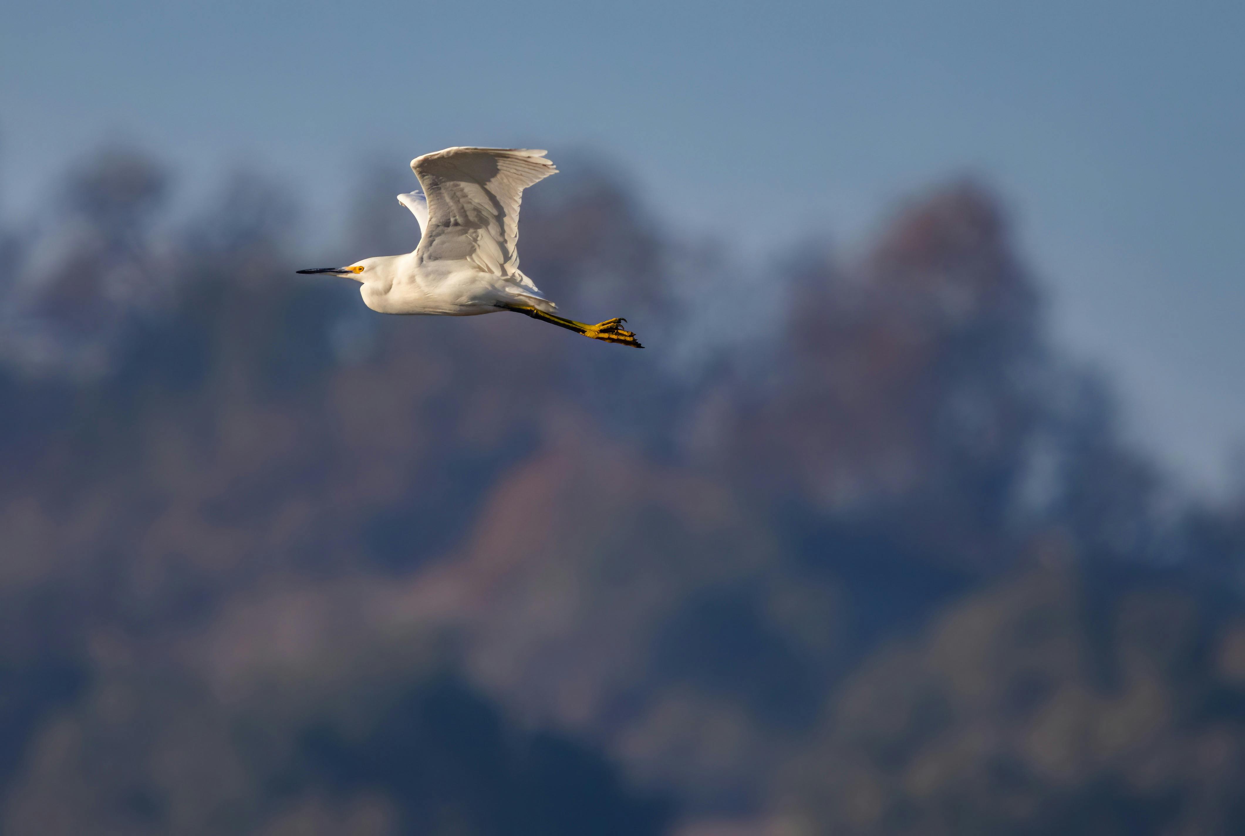 A Flying Egret · Free Stock Photo