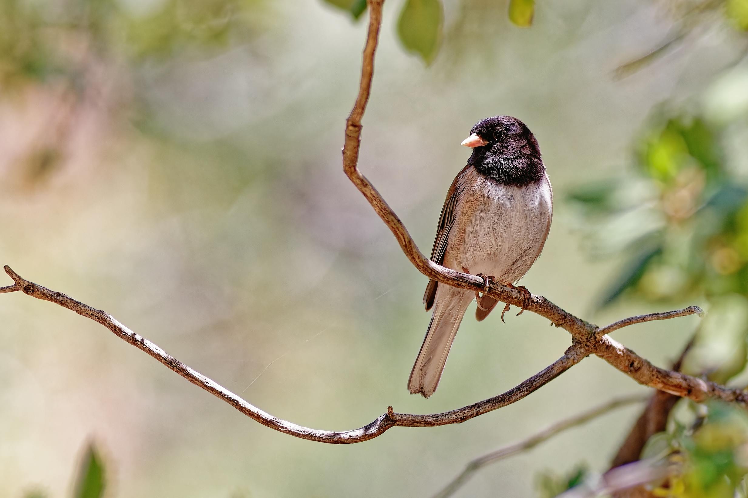 Close-Up Photo of a Dark-Eyed Junco Bird · Free Stock Photo
