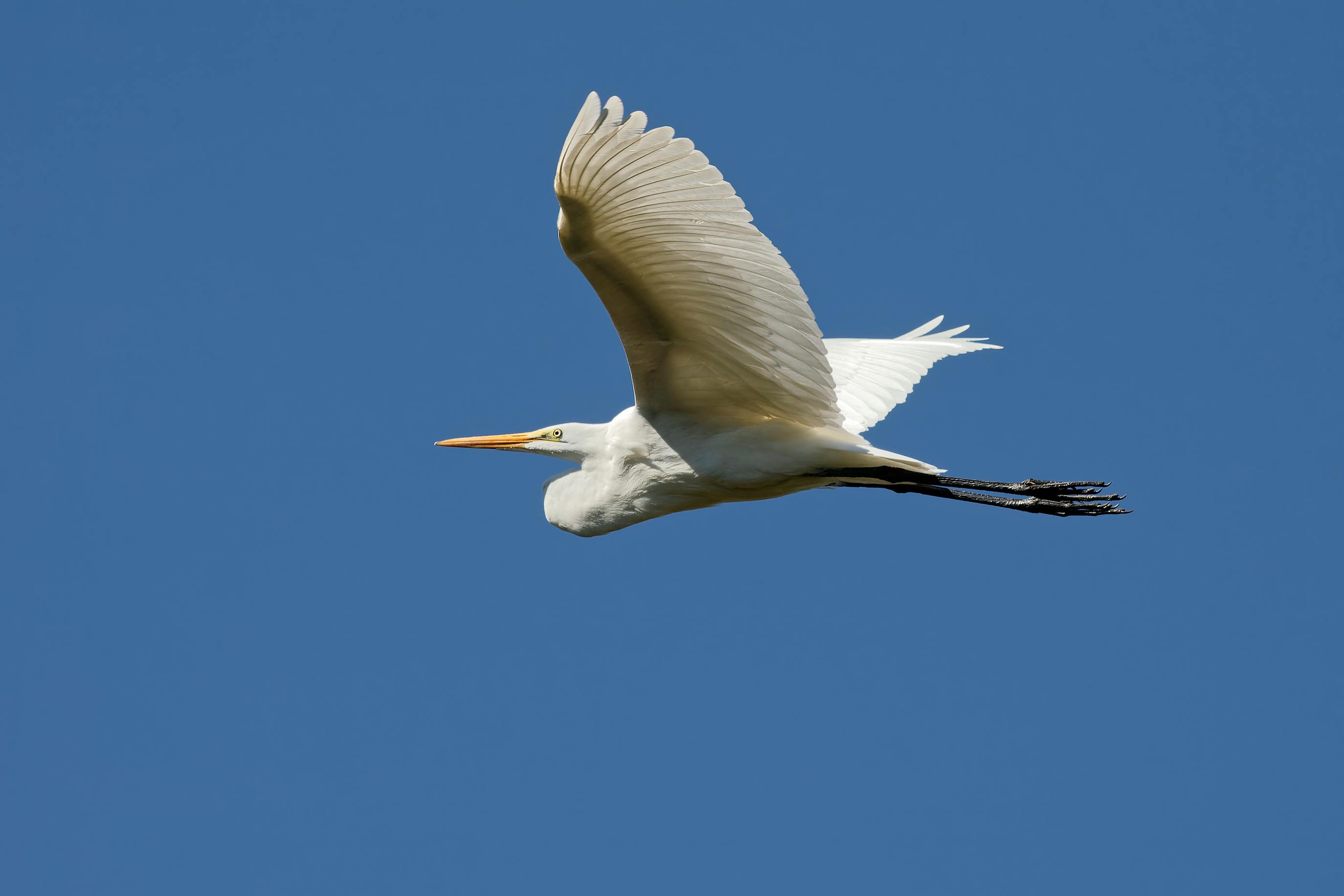 A White Great Egret Flying · Free Stock Photo