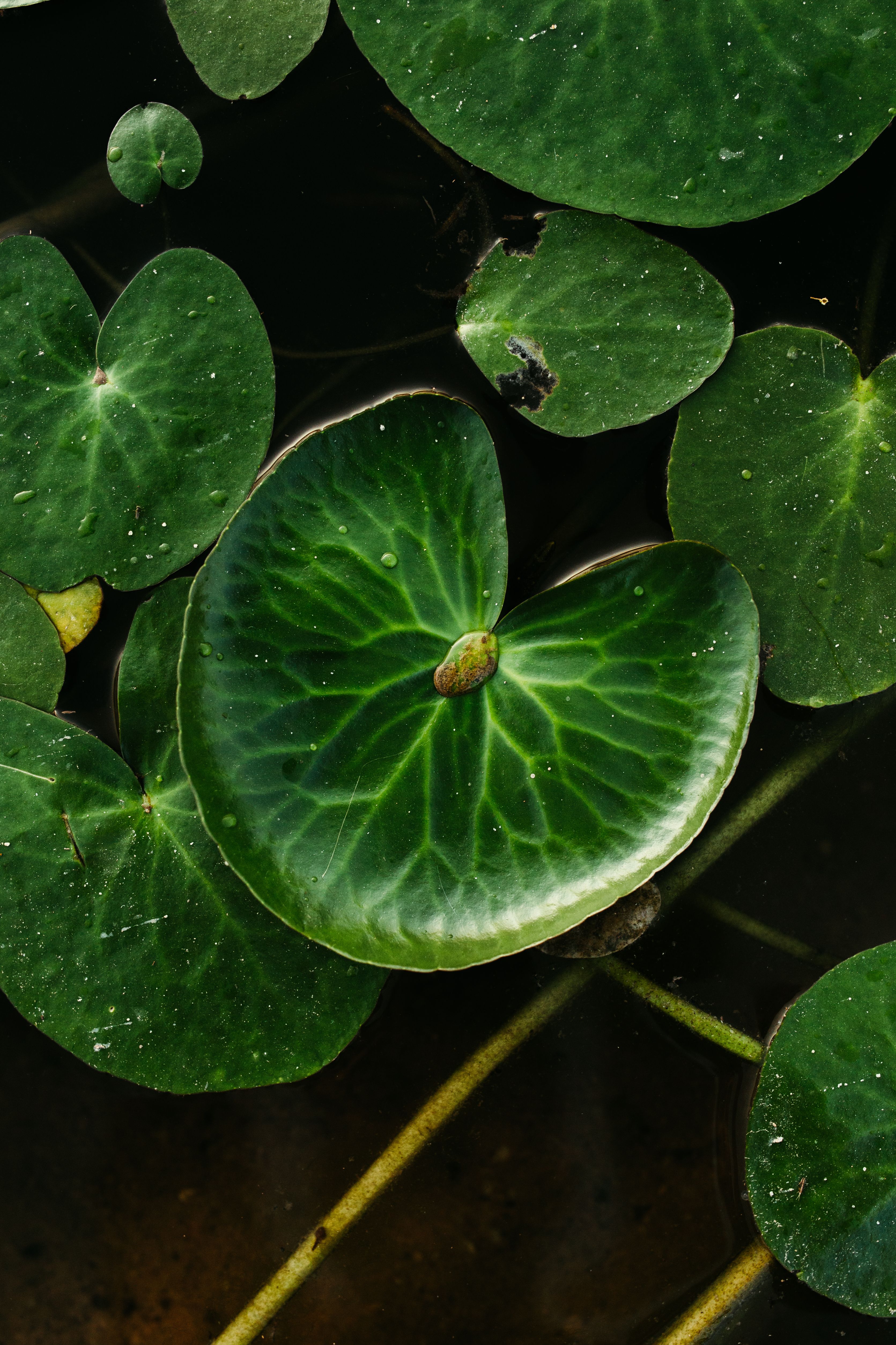 Hermosas Plantas Photos, Download The BEST Free Hermosas Plantas Stock ...