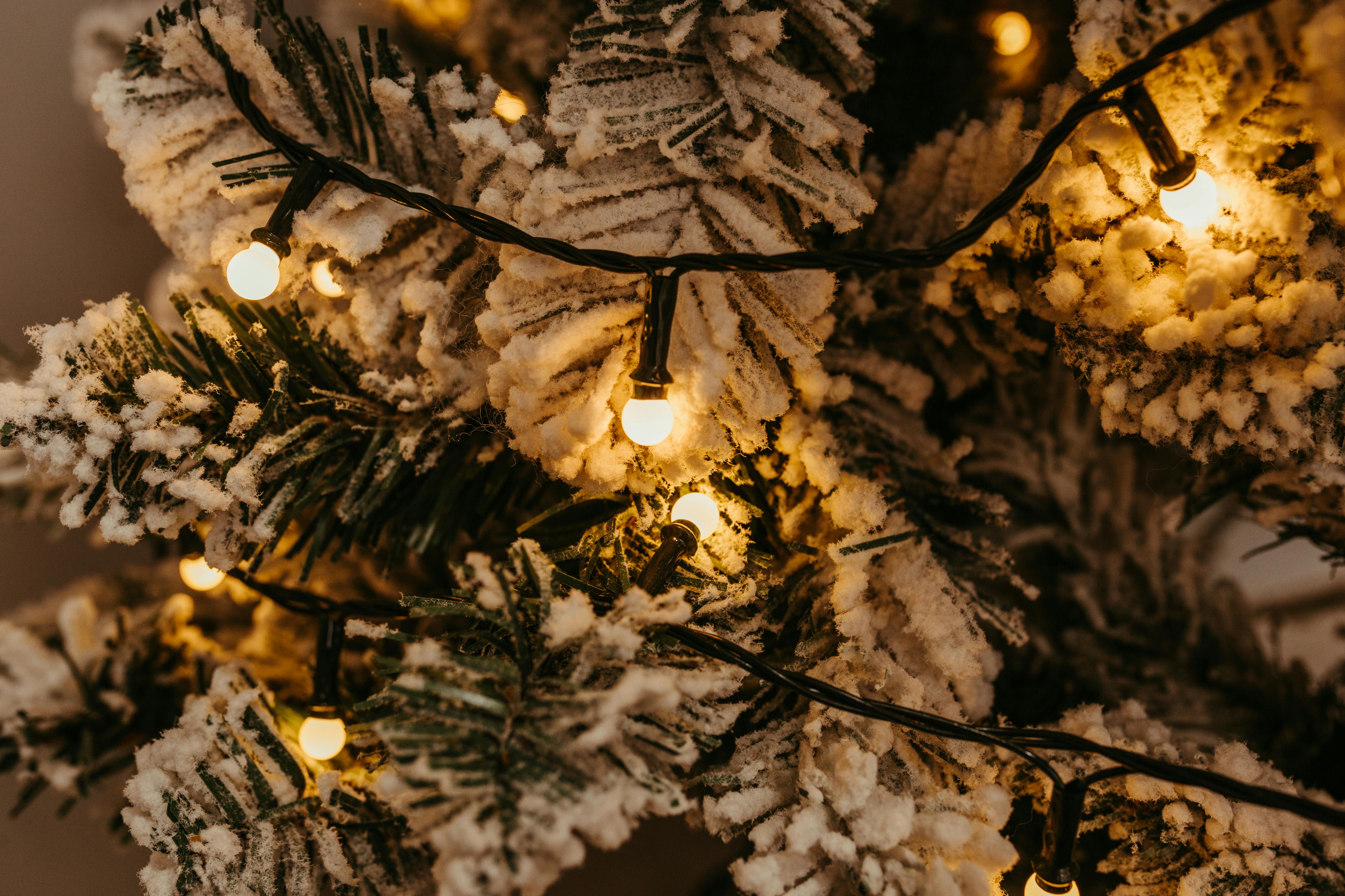 String Lights Hanging on Snow Covered Tree · Free Stock Photo