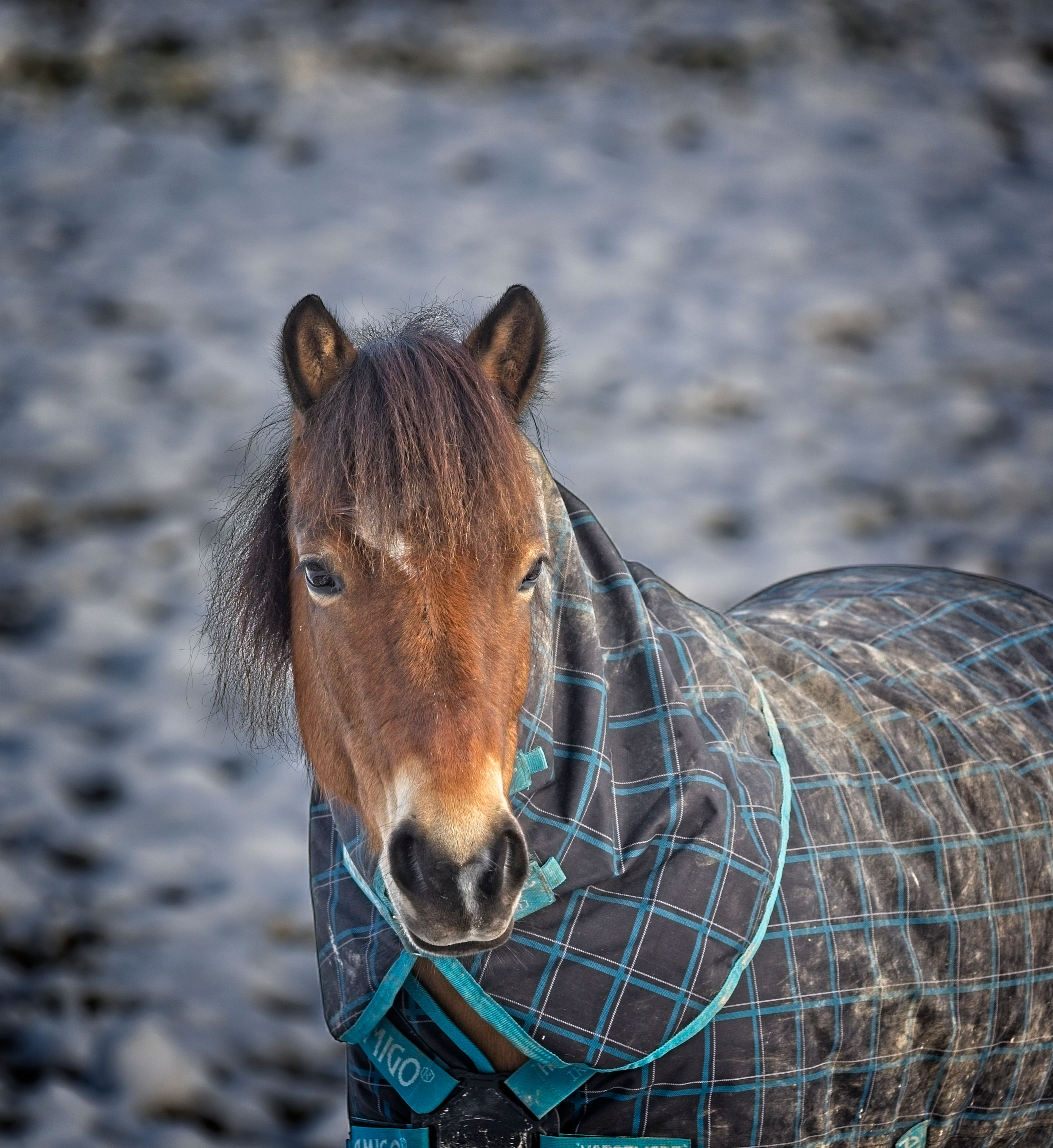 Horse in a Checked Costume · Free Stock Photo
