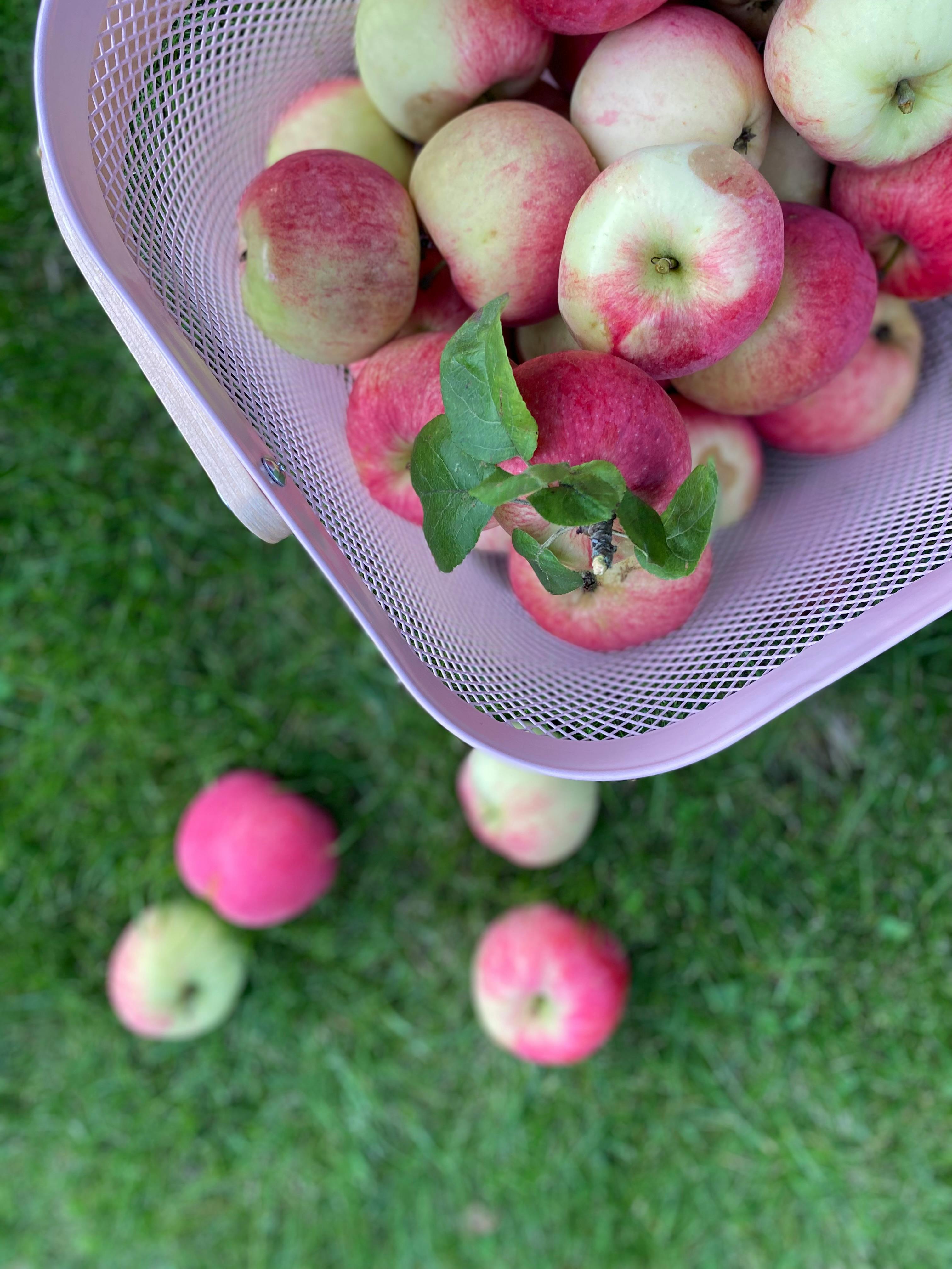 Aldijana Balic - Fotografía